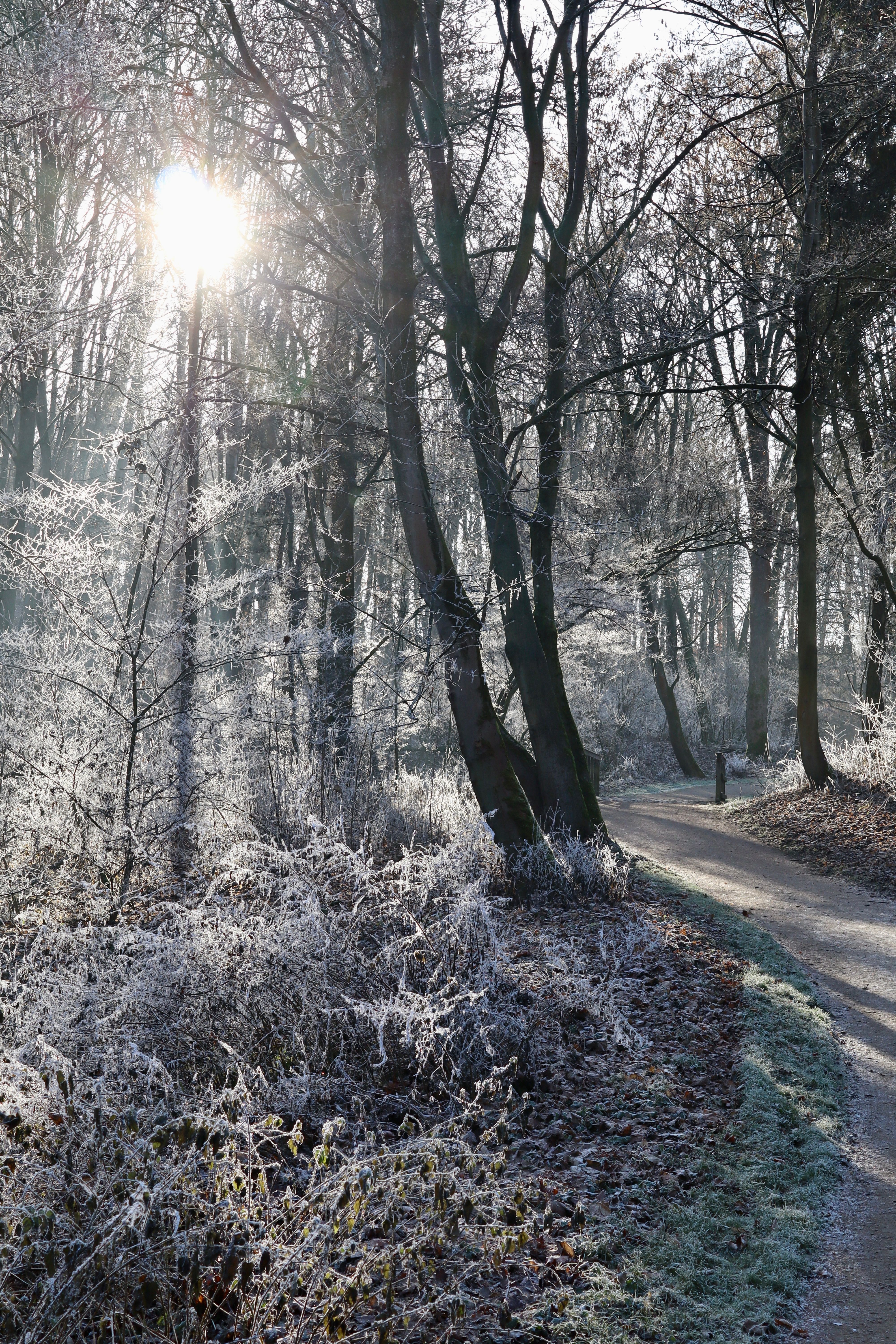 Snowy Winter Morning Photos, Download The BEST Free Snowy Winter ...