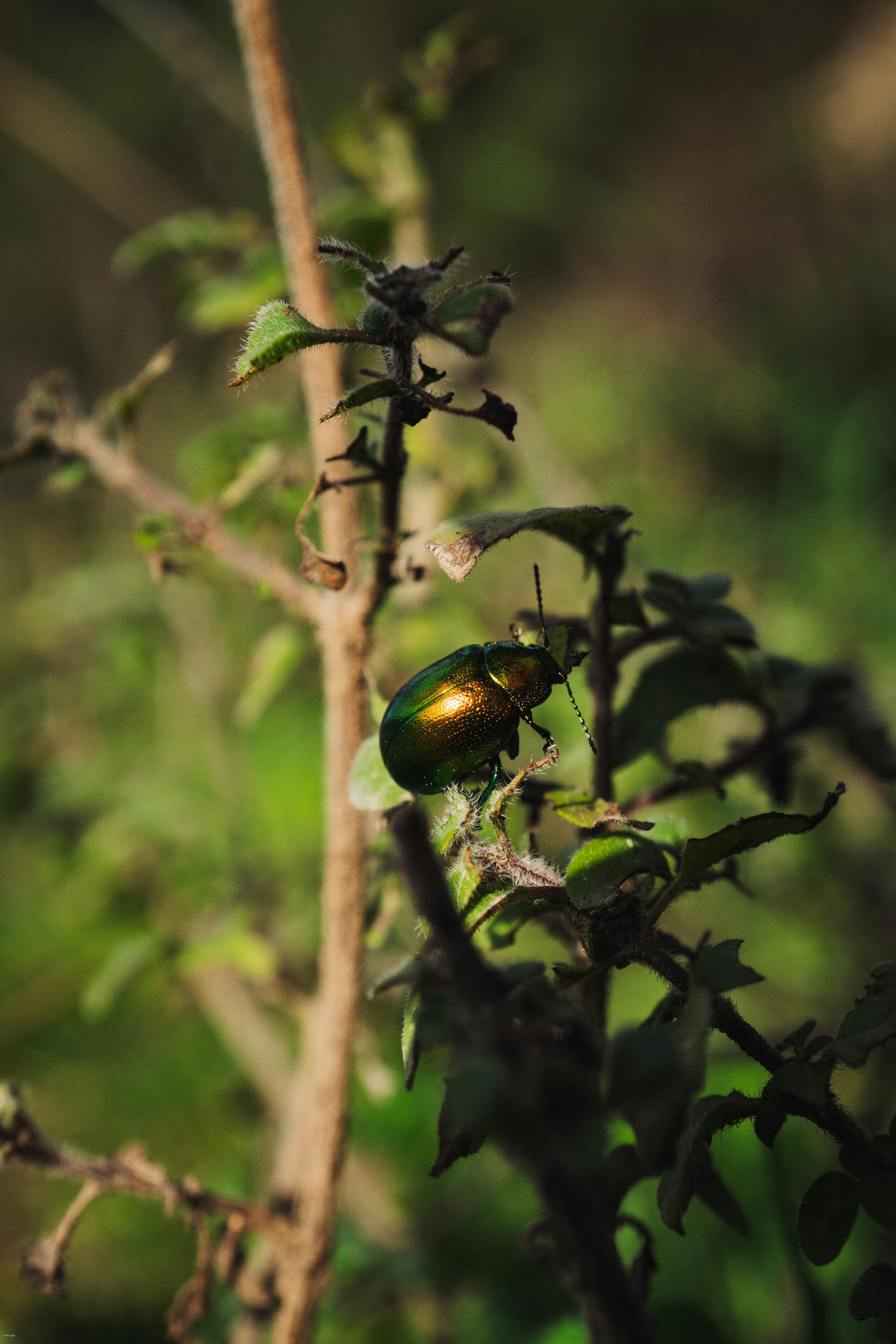 Close-up of a Shiny Jewel Beetle on Plant · Free Stock Photo