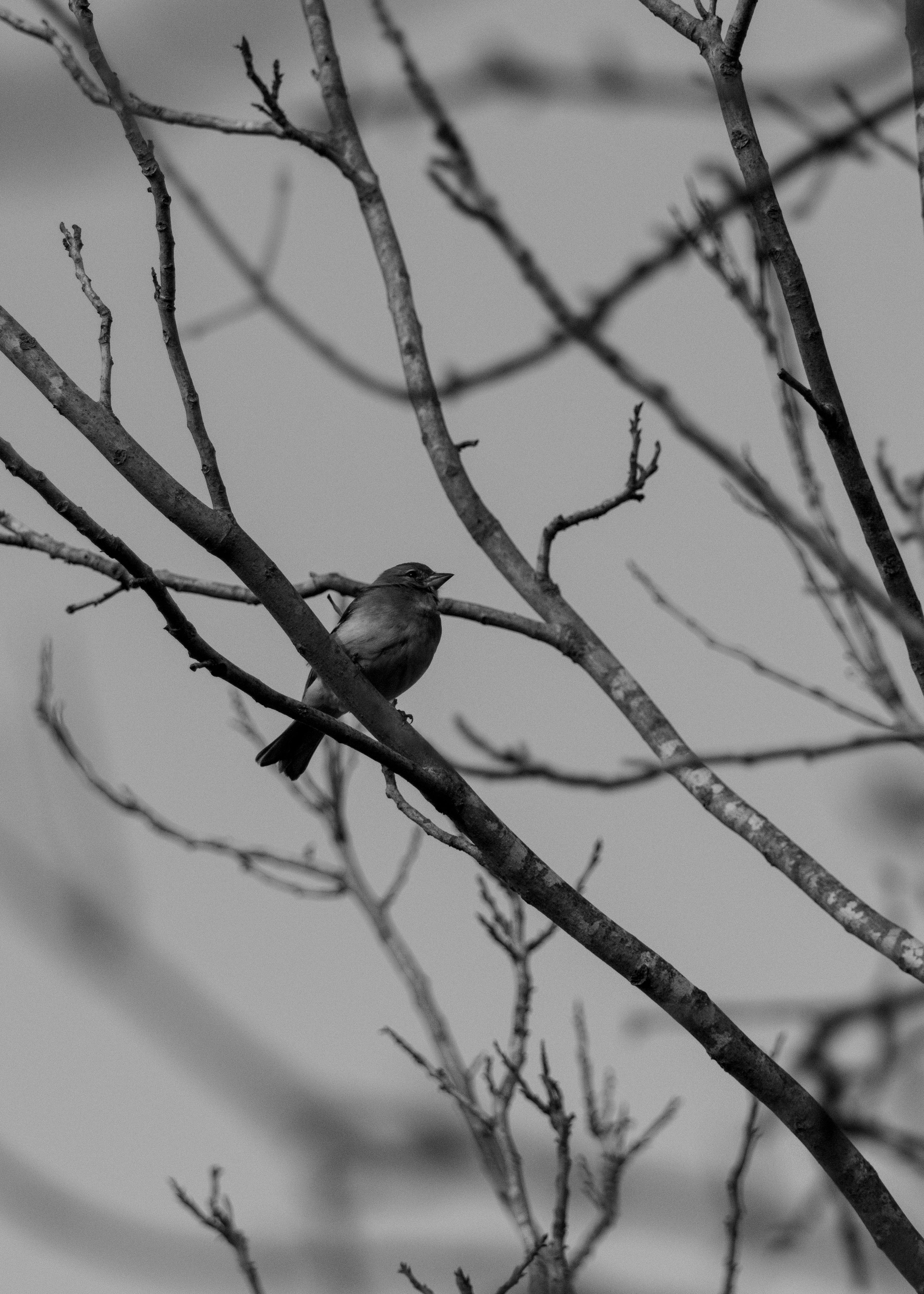 Monochrome Bird on Bare Branches in Winter · Free Stock Photo