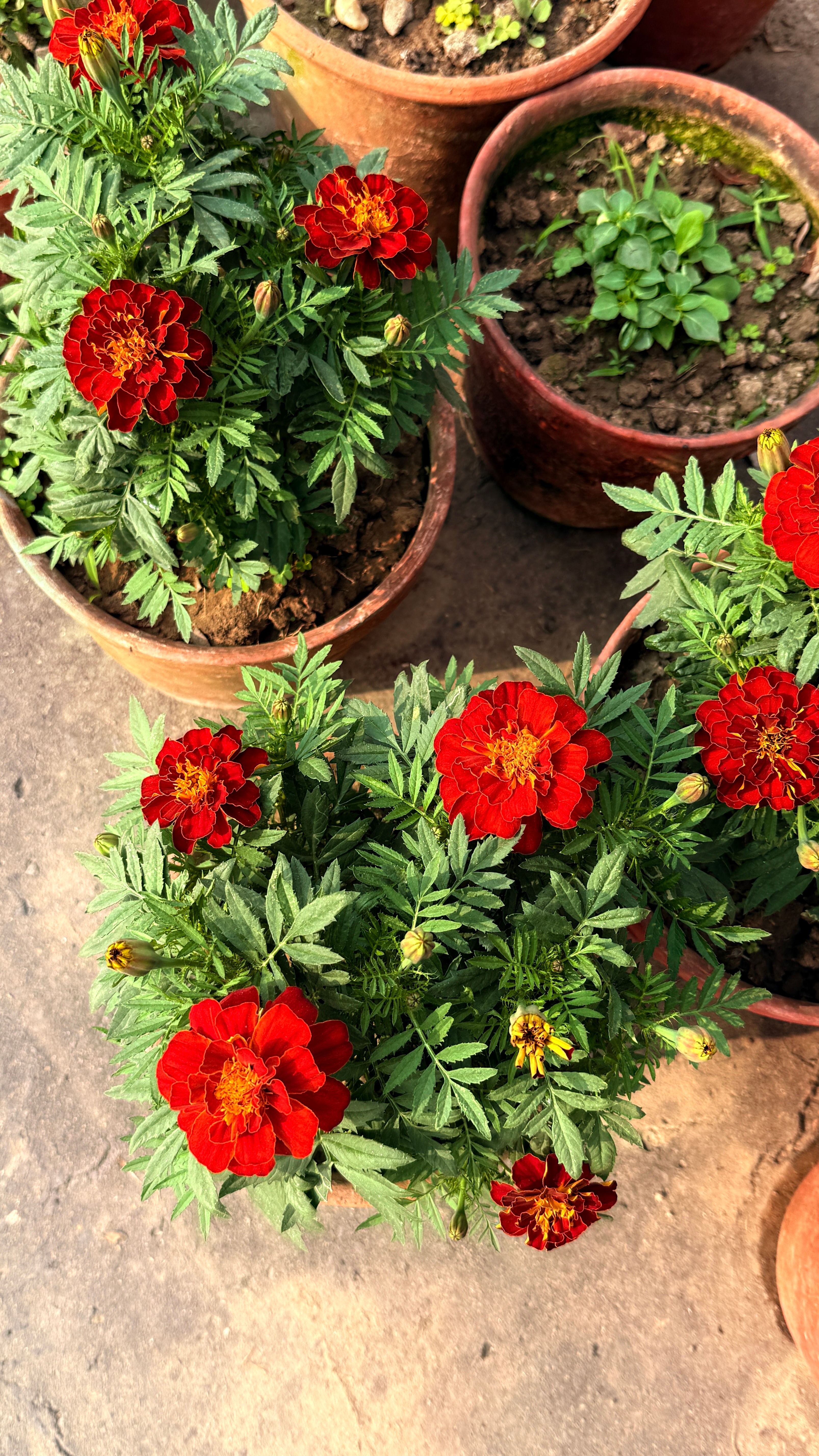 Vibrant Marigold Flowers in Clay Pots · Free Stock Photo