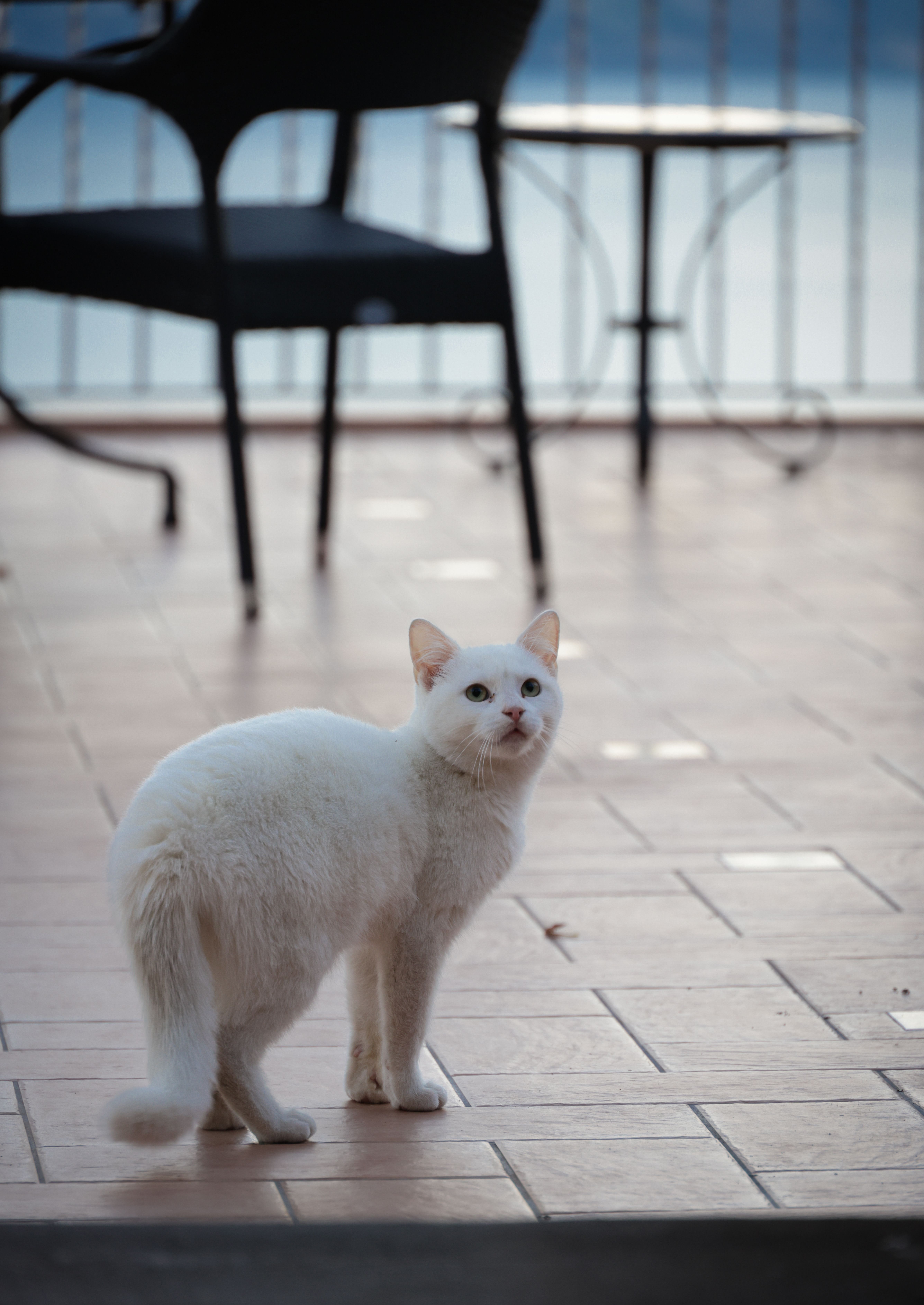 Real Cats Photos, Download The BEST Free Real Cats Stock Photos & HD Images