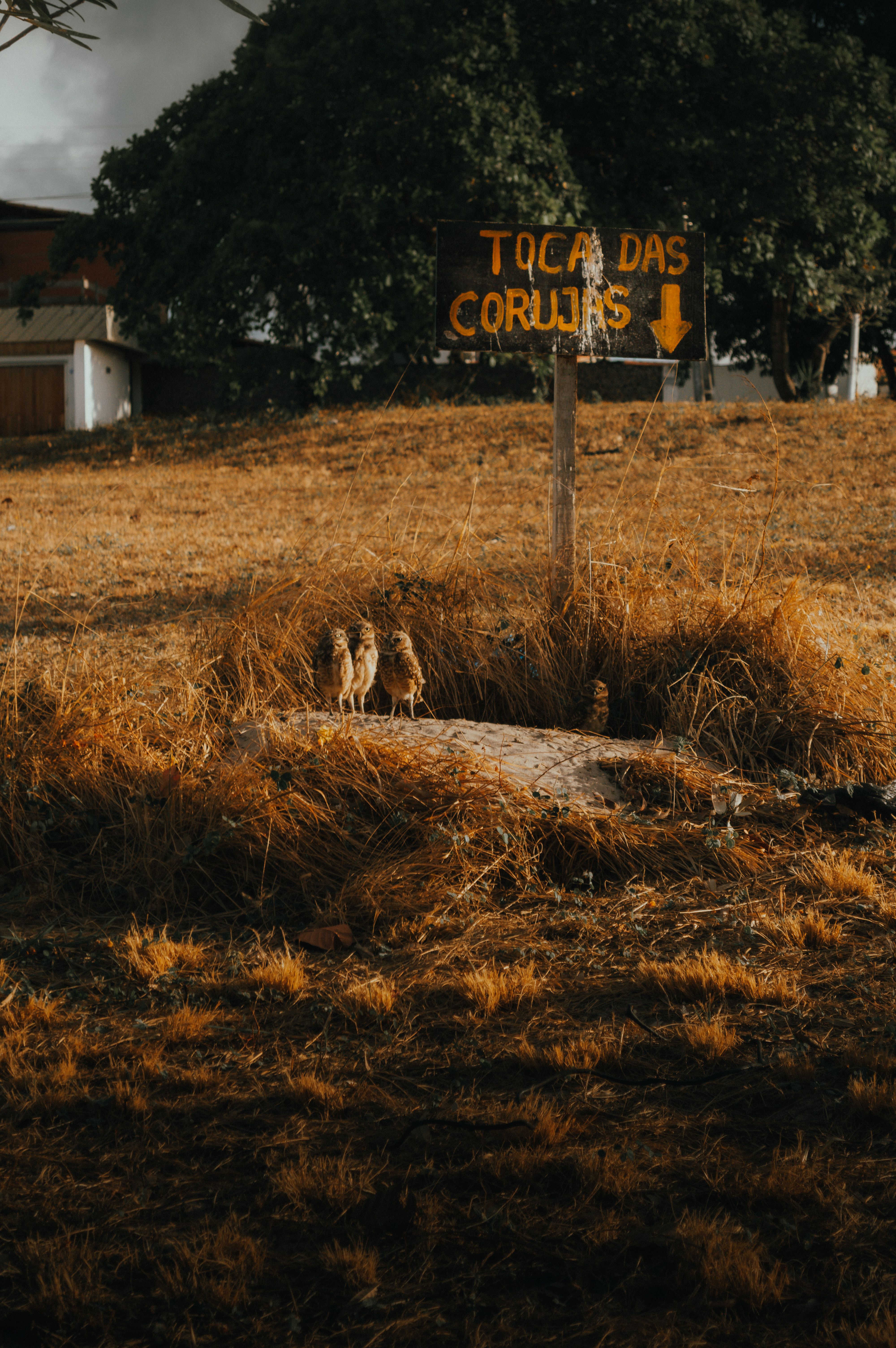 Brazil Field Photos, Download The BEST Free Brazil Field Stock Photos ...