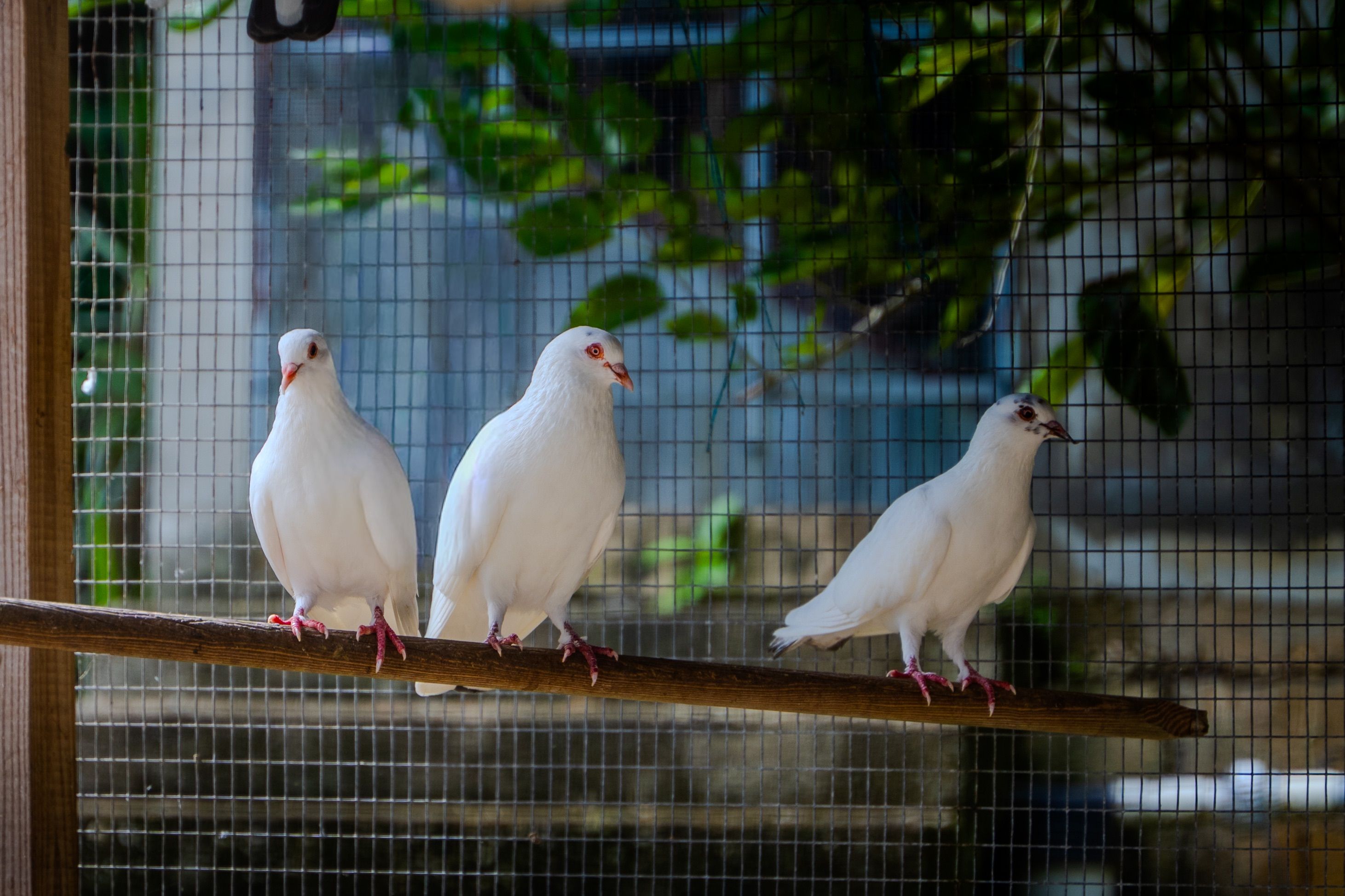 Pigeon Urine Photos, Download The BEST Free Pigeon Urine Stock Photos ...