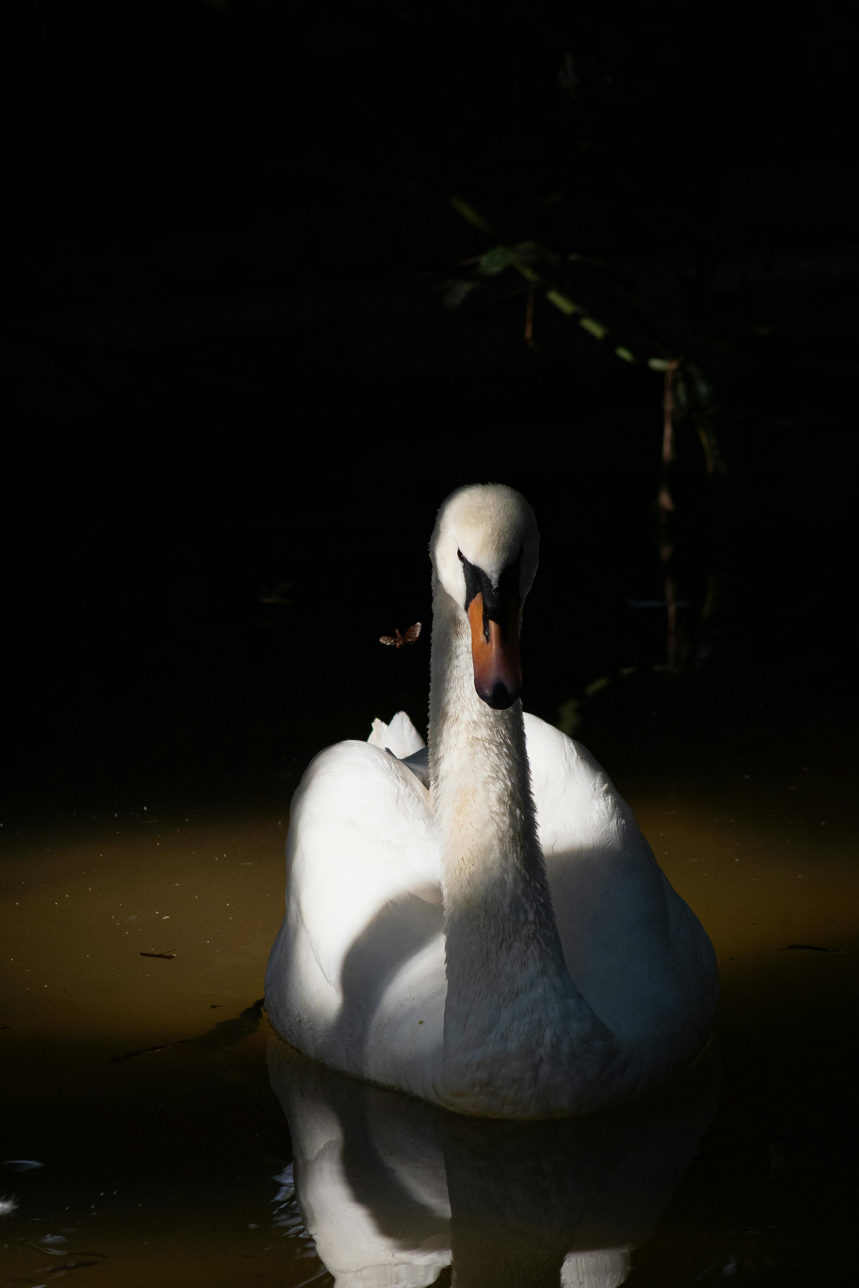 Graceful Swan Gliding on Dark Waters · Free Stock Photo