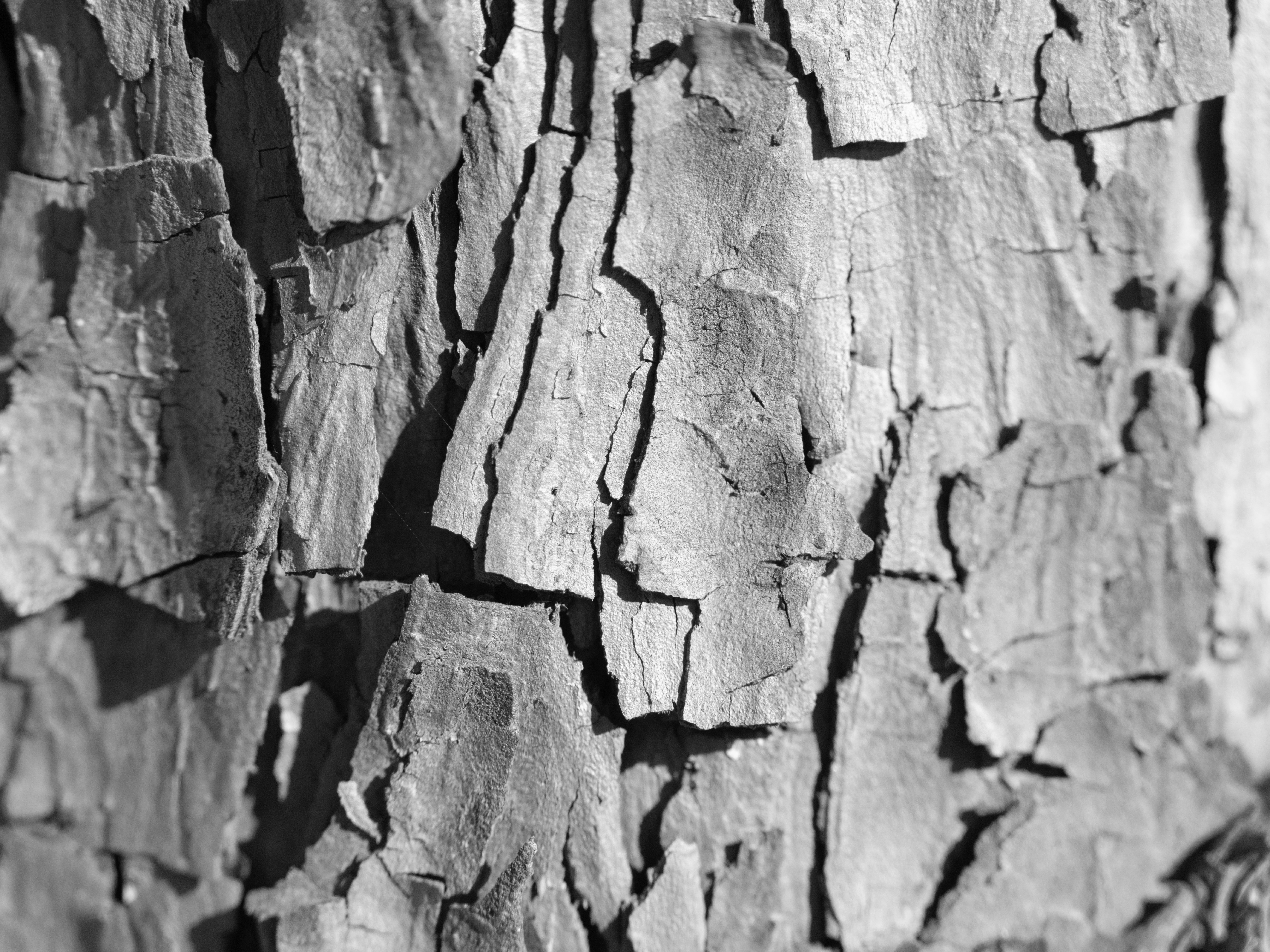 Close-Up of Textured Tree Bark in Black and White · Free Stock Photo