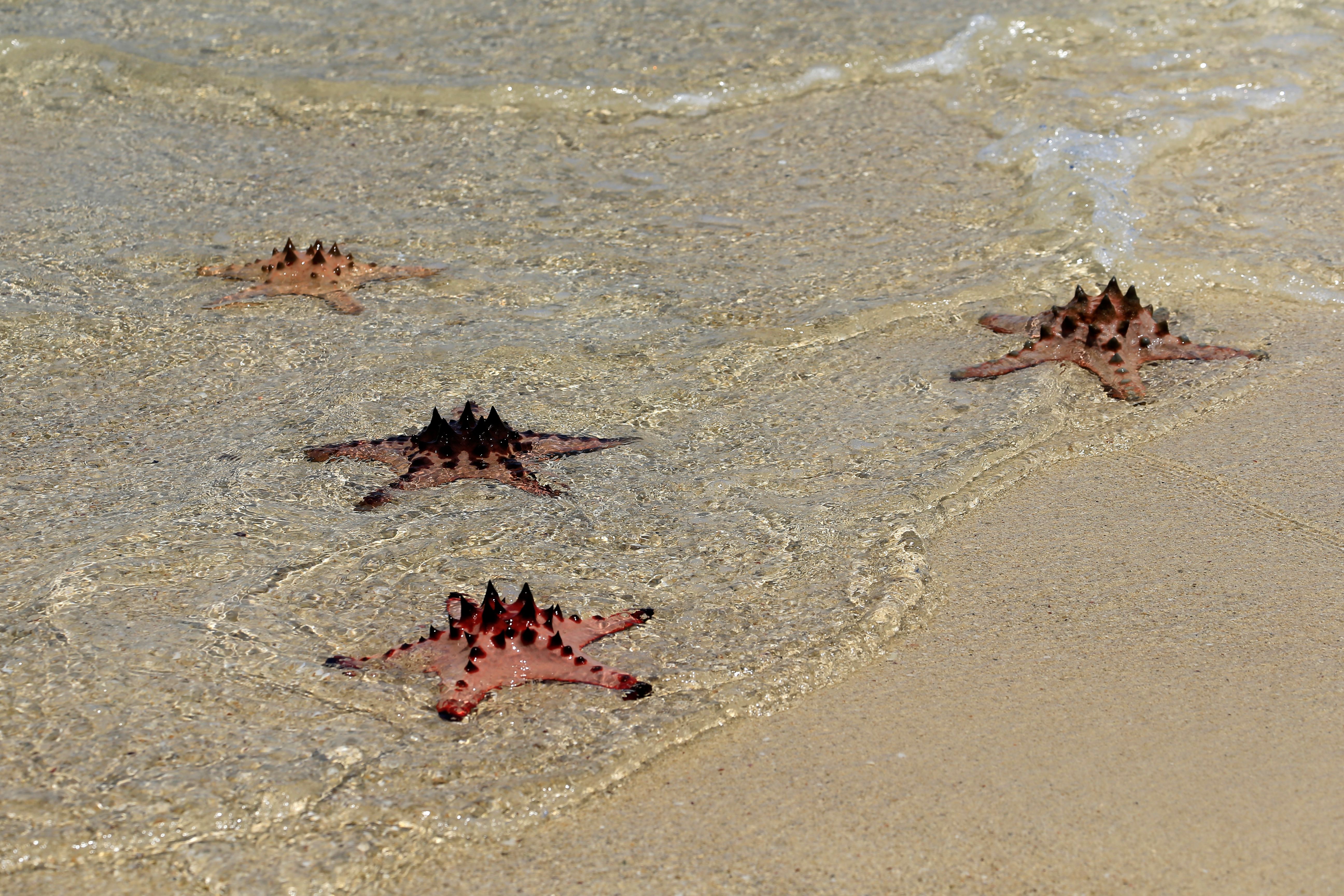 Starfish Photos, Download The BEST Free Starfish Stock Photos & HD Images
