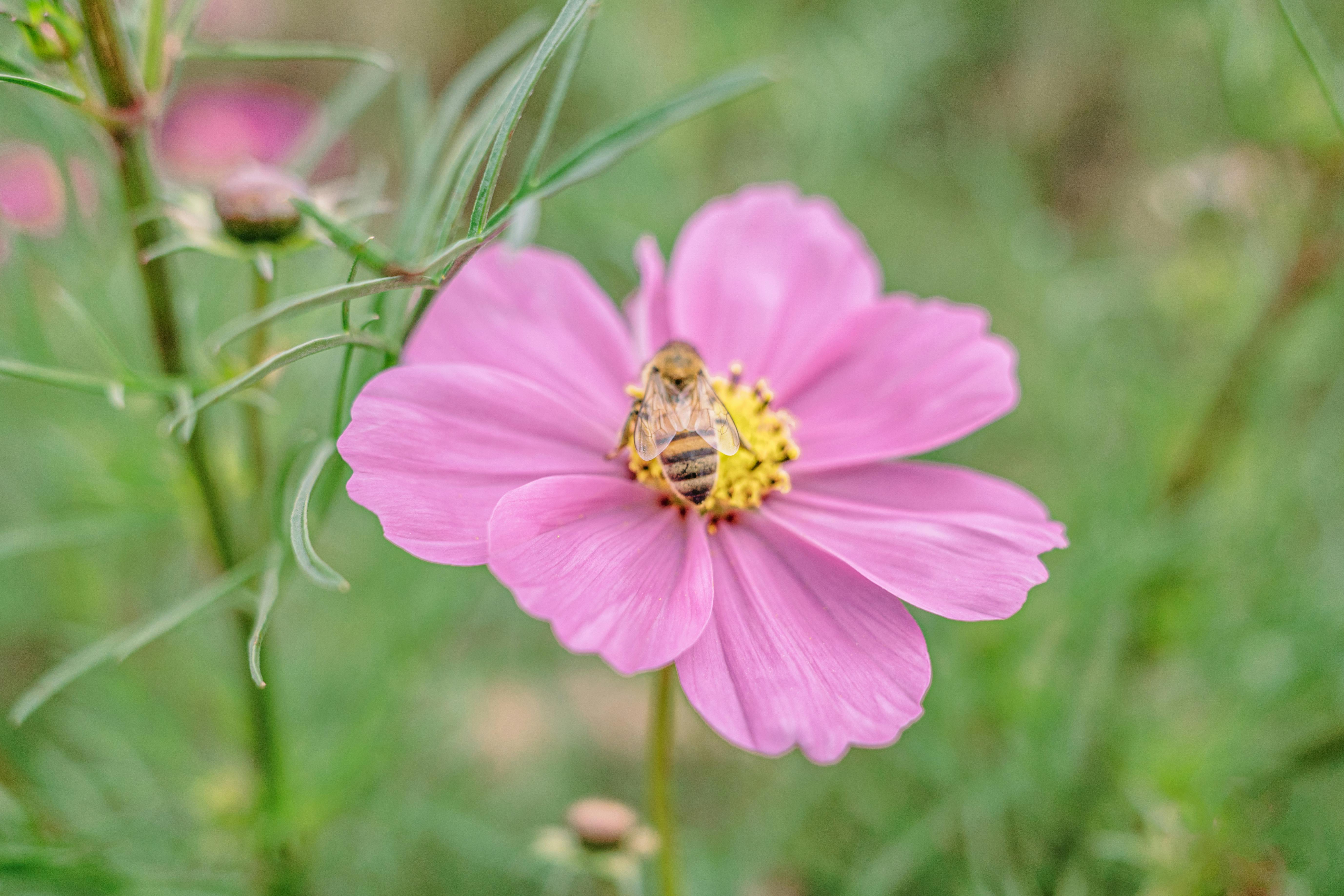 Le 10.000+ migliori foto di Lingk+bokep+bocil+china · Download gratuito al 100% · Foto di ...