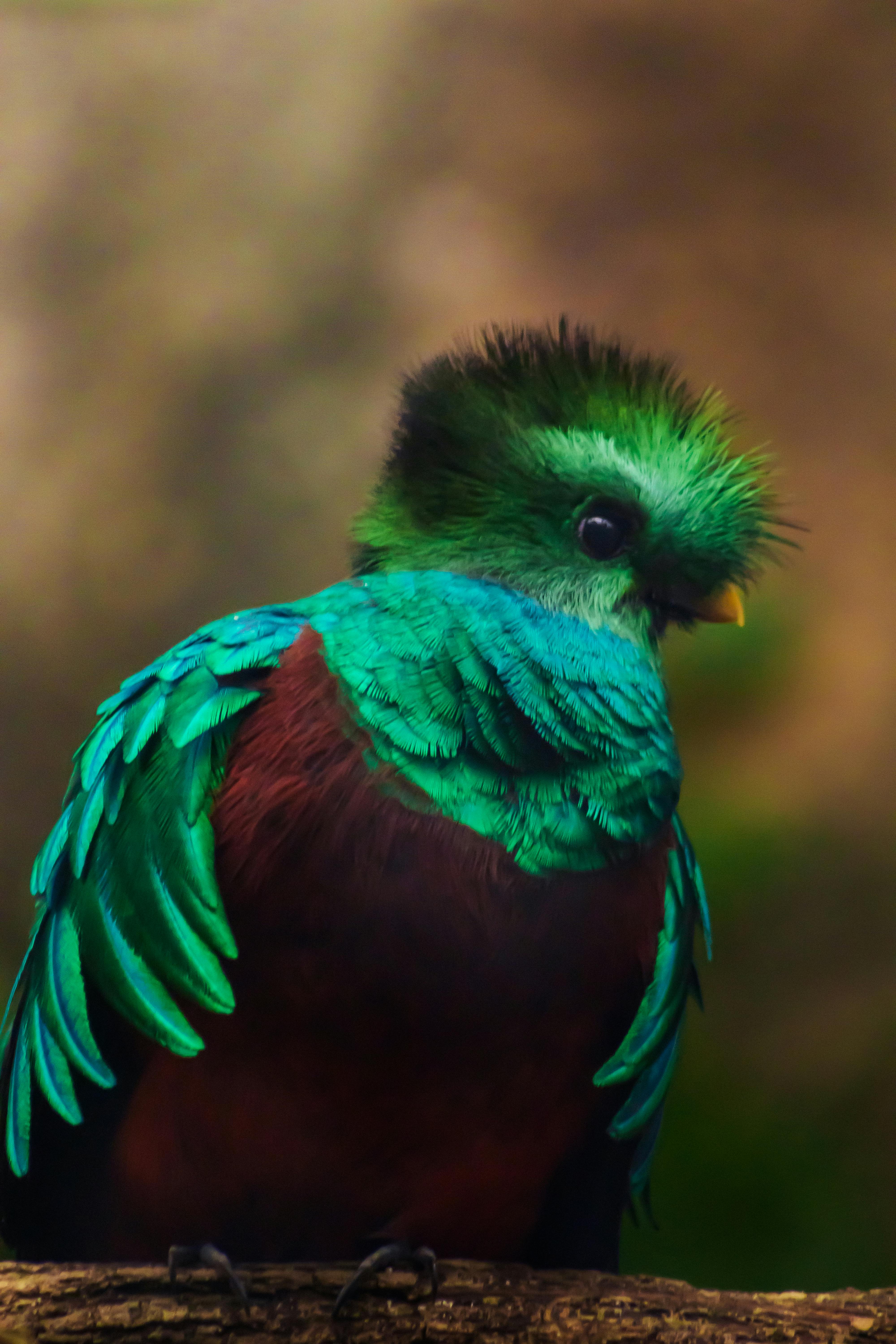 2.000+ Loggerhed Turtle Bilder und Fotos · Kostenlos Downloaden ...