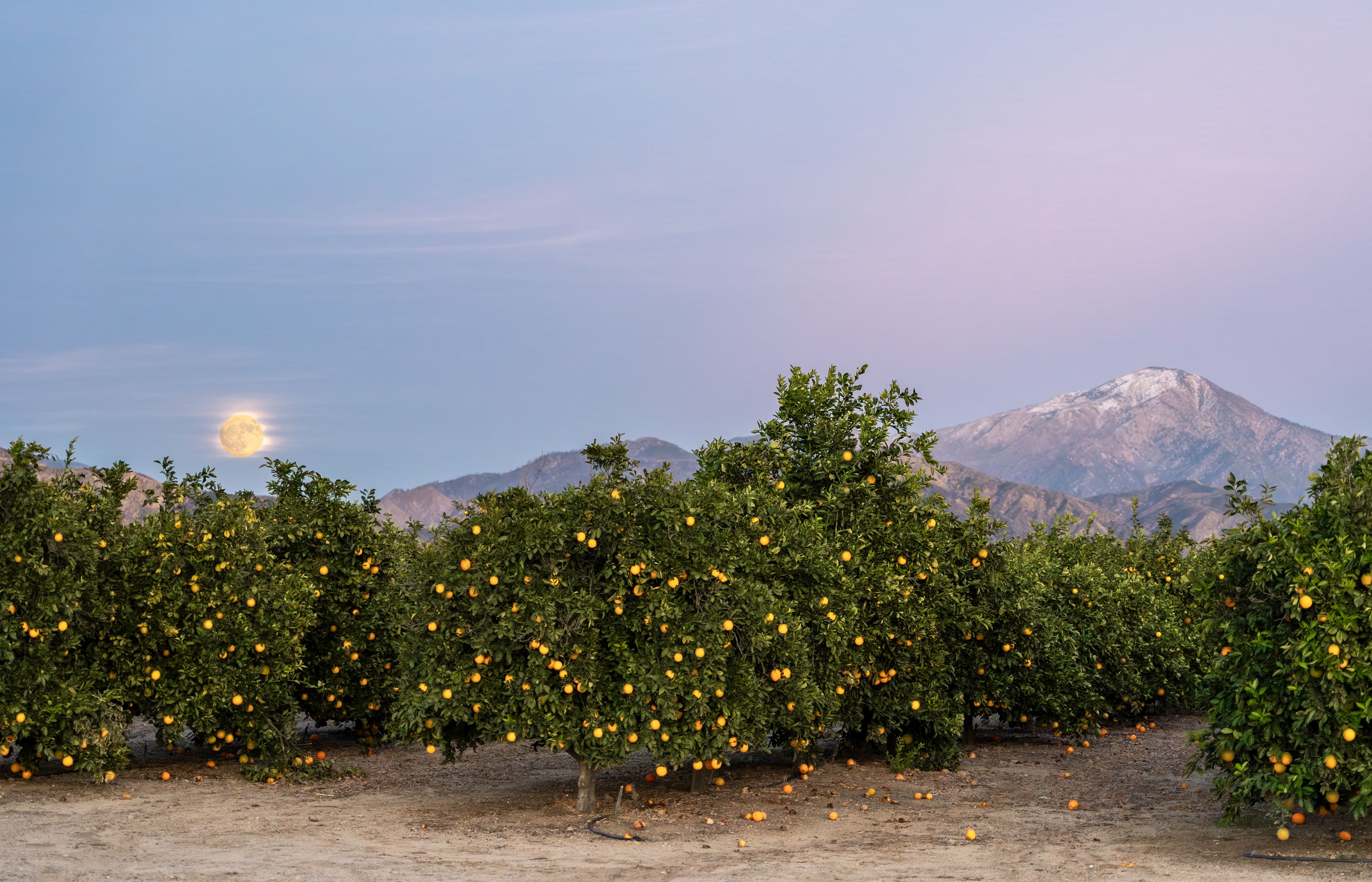 Moonlit Orange Grove with Mountain View · Free Stock Photo