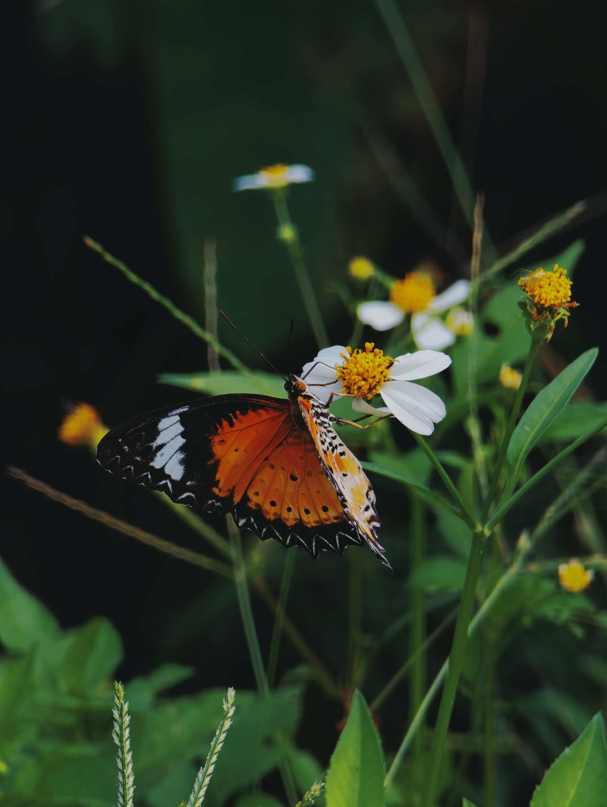 Butterfly Metamorphasis Photos, Download The BEST Free Butterfly ...