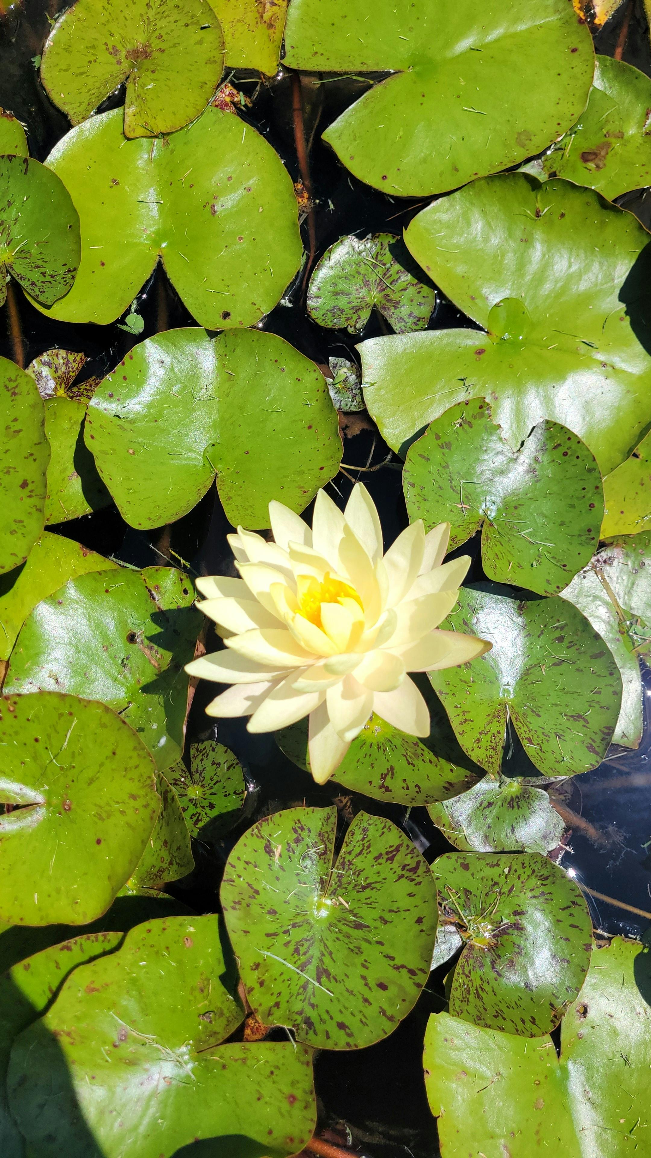 Flower+.+Co Photos, Download The BEST Free Flower+.+Co Stock Photos ...