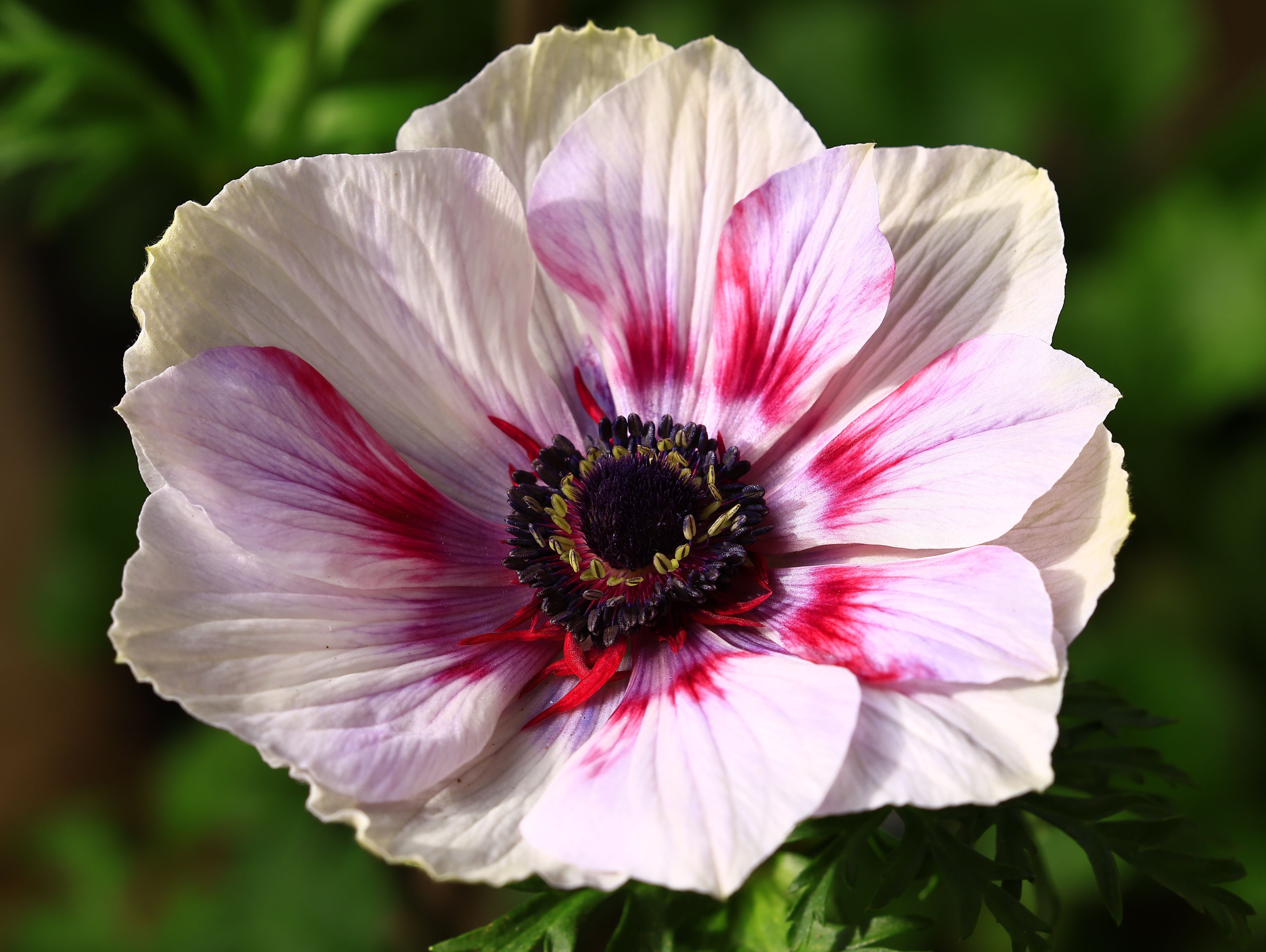 Close-up of a colorful anemone flower in bloom · Free Stock Photo