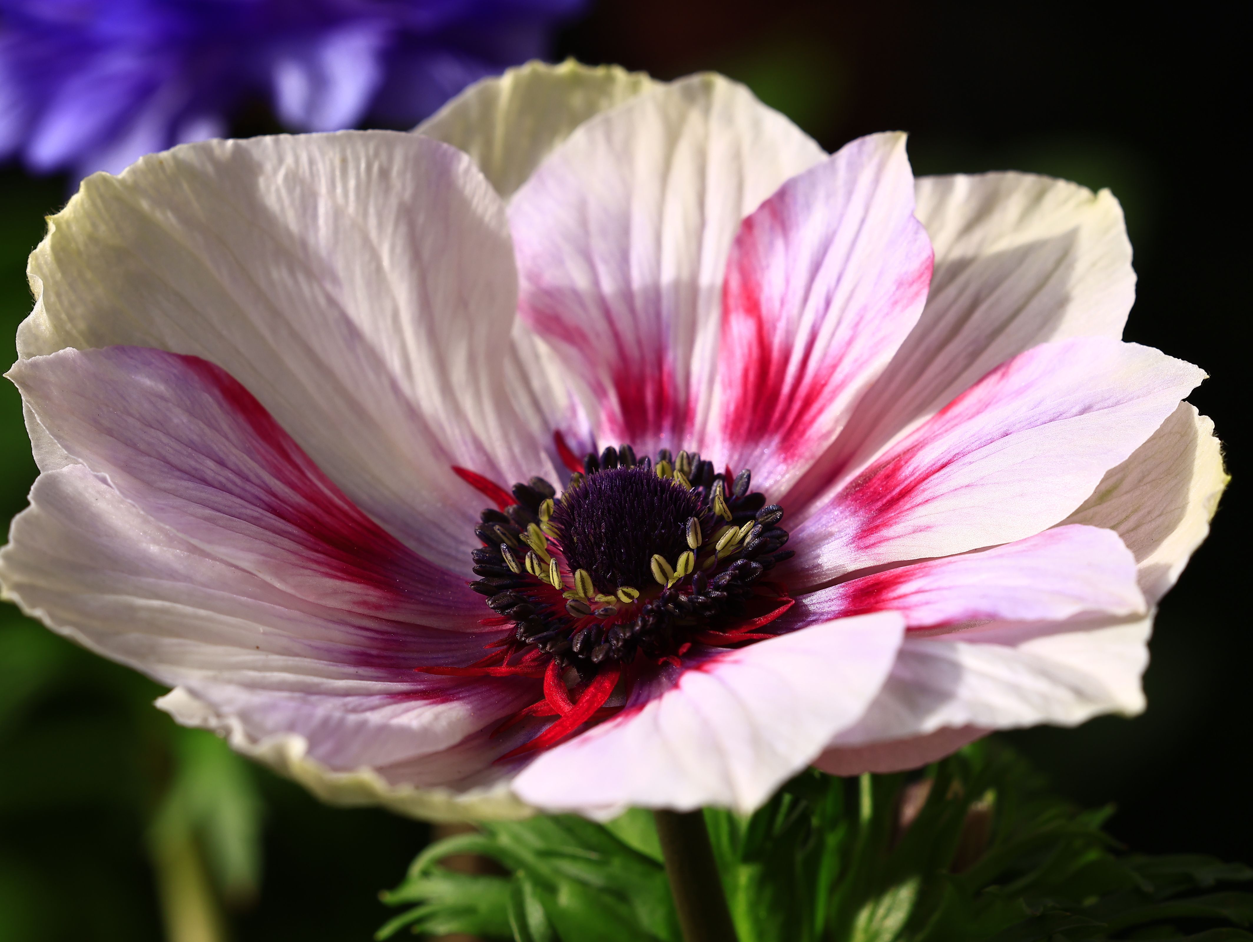 Close-up of a colorful anemone flower in bloom · Free Stock Photo