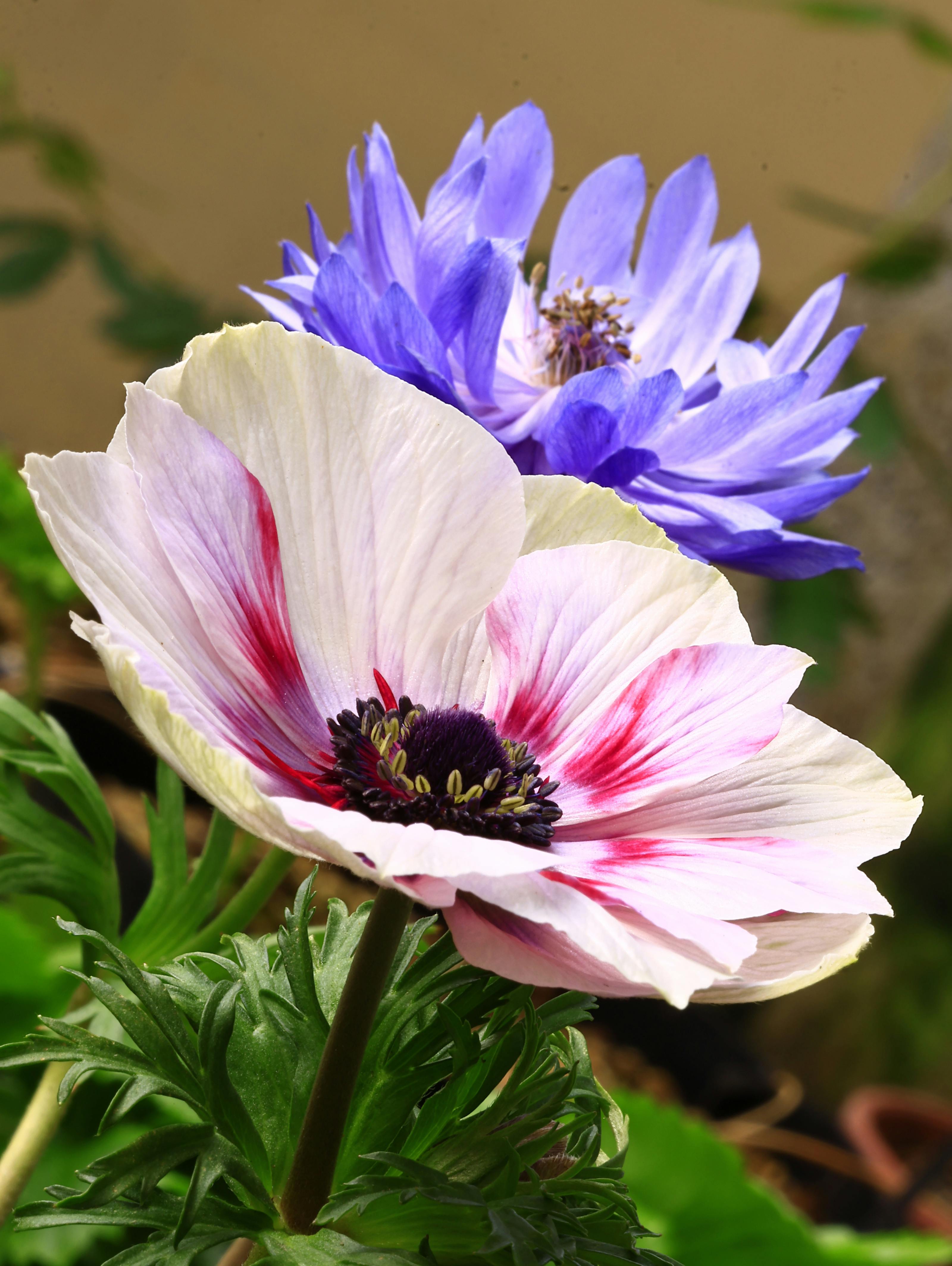 Foto de stock gratuita sobre al aire libre, anémona, anémona coronaria ...