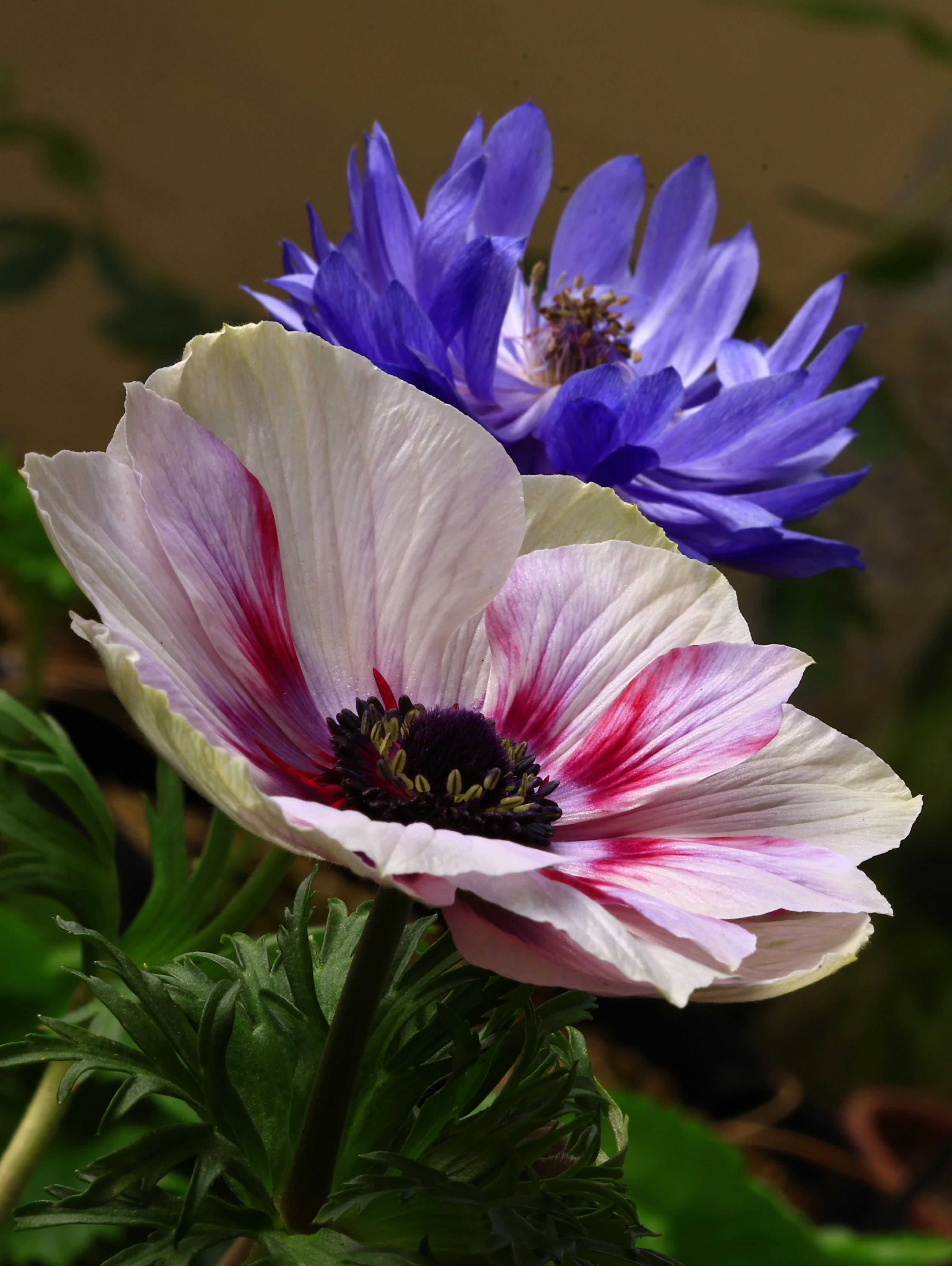 Flower+.+Co Photos, Download The BEST Free Flower+.+Co Stock Photos ...