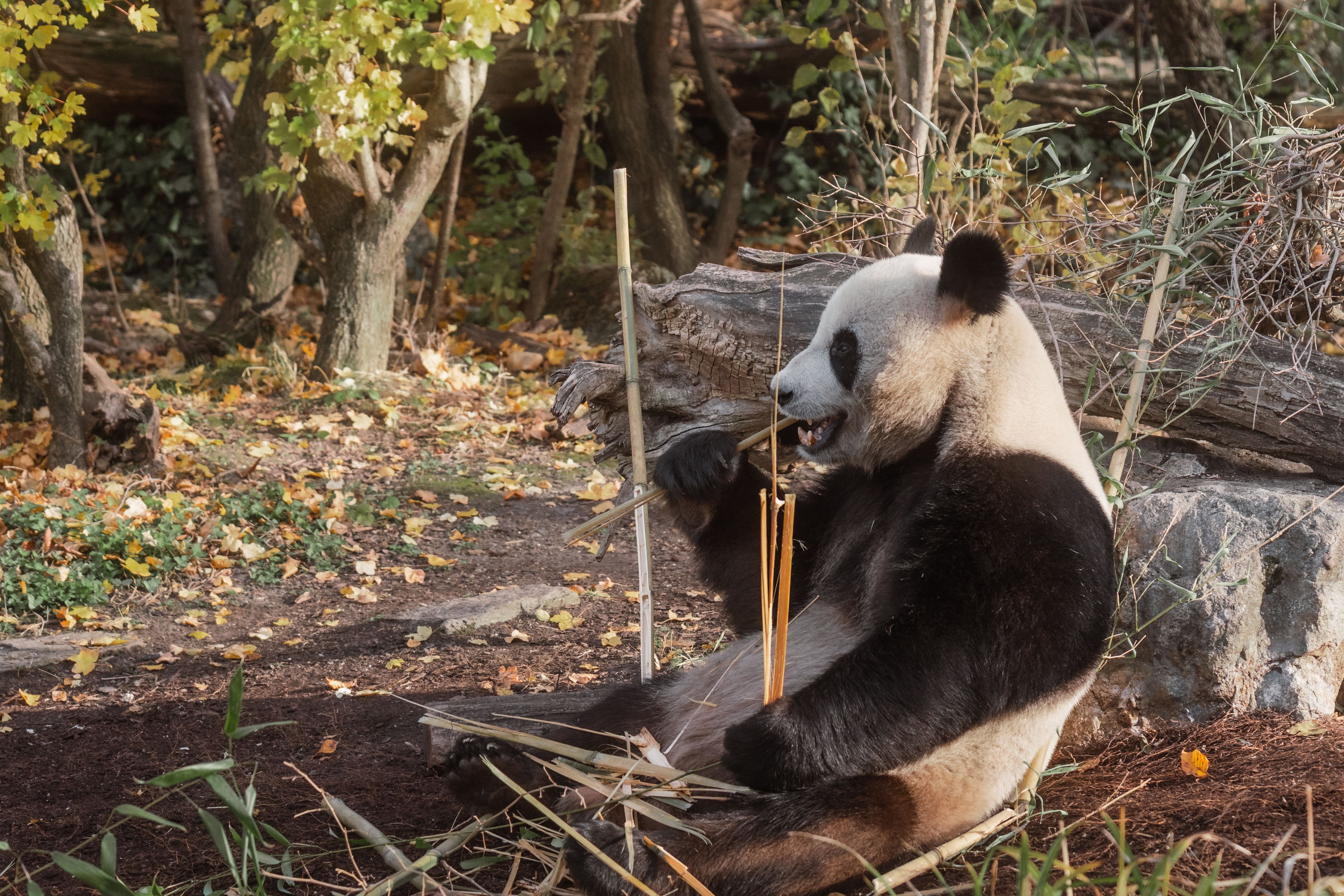 Giant Panda Eating Bamboo in Autumn Forest · Free Stock Photo