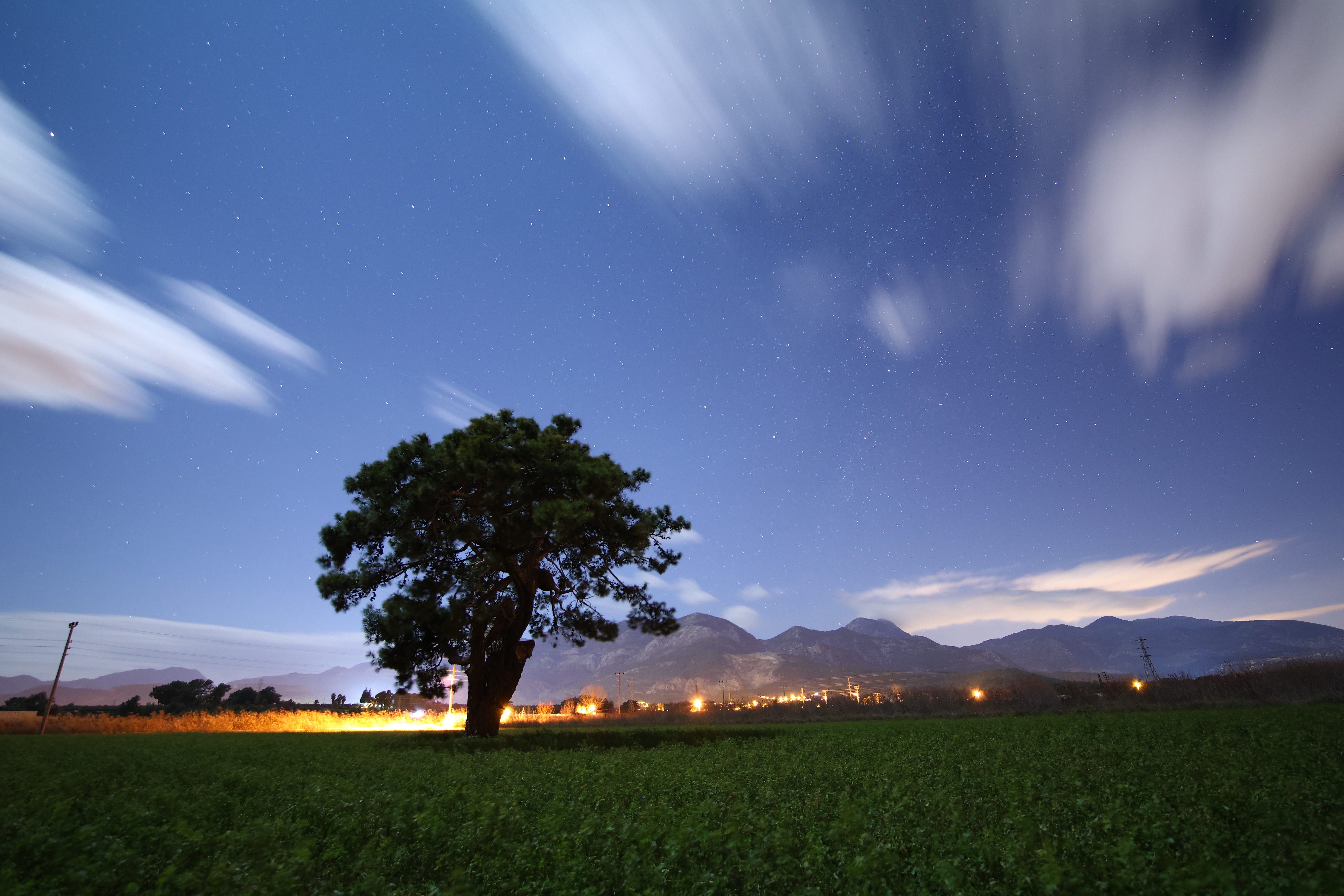Majestic Night Sky Over Lone Tree in Countryside · Free Stock Photo