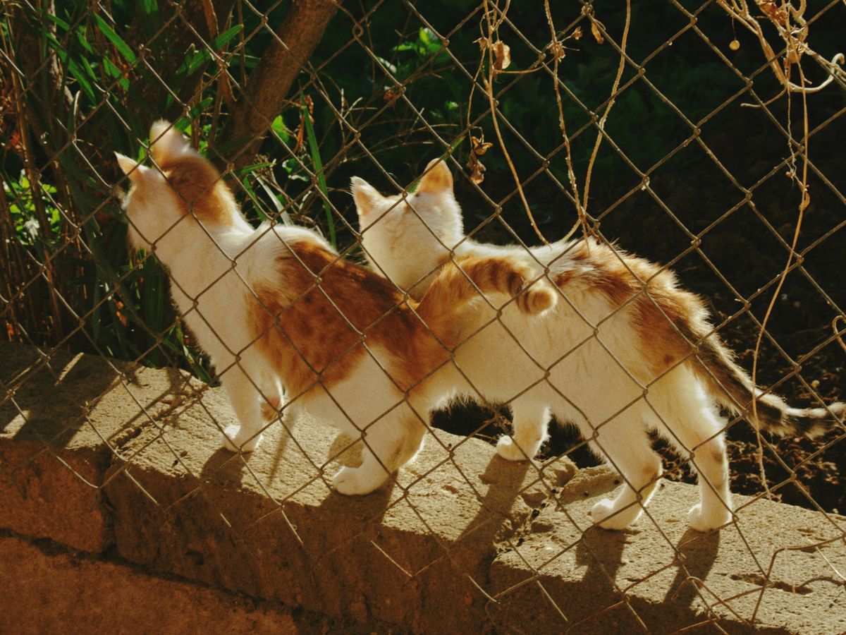 Cute Cats Or Kittens Photos, Download The BEST Free Cute Cats Or ...
