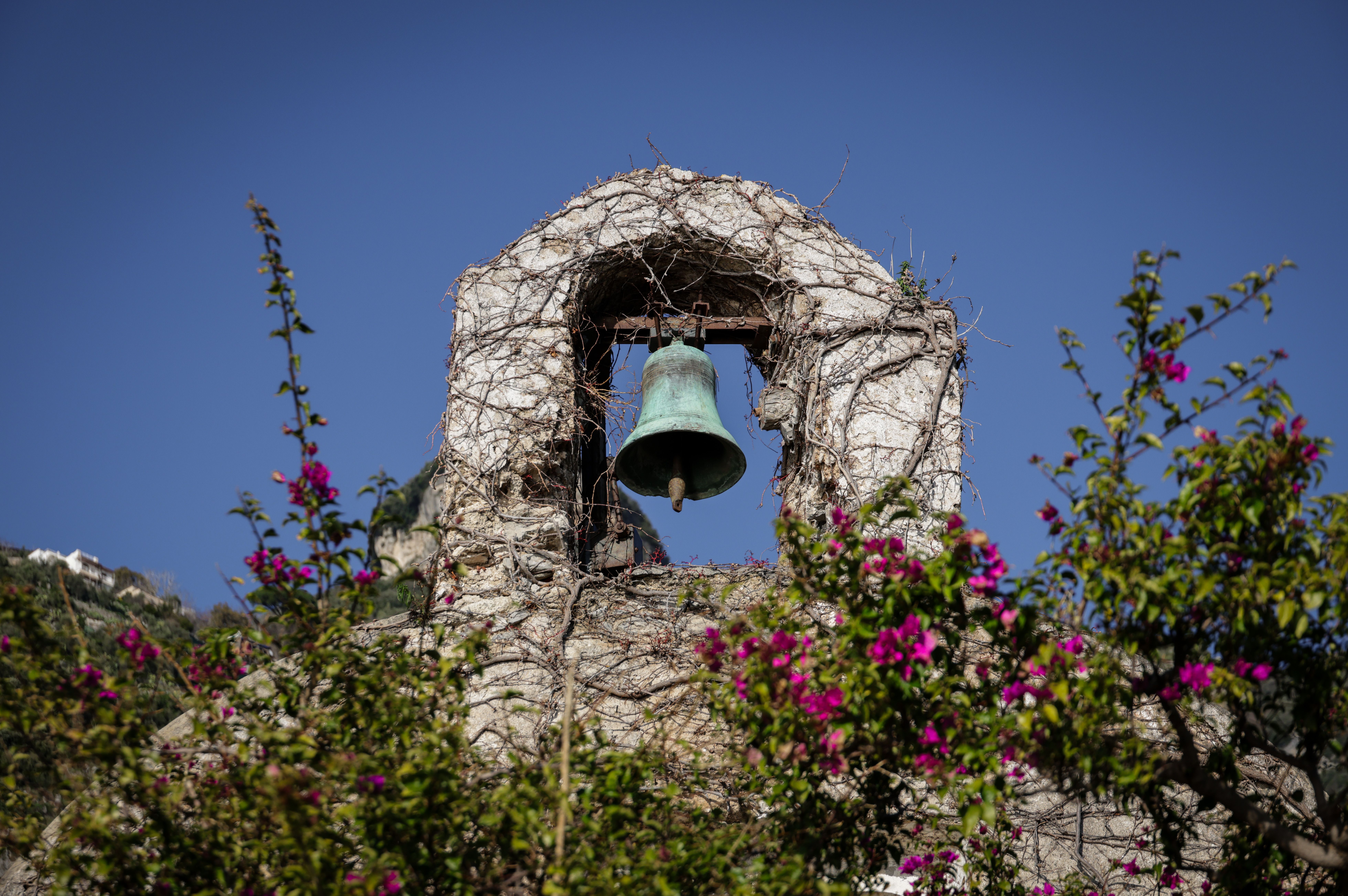Bell+Flowers Photos, Download The BEST Free Bell+Flowers Stock Photos ...