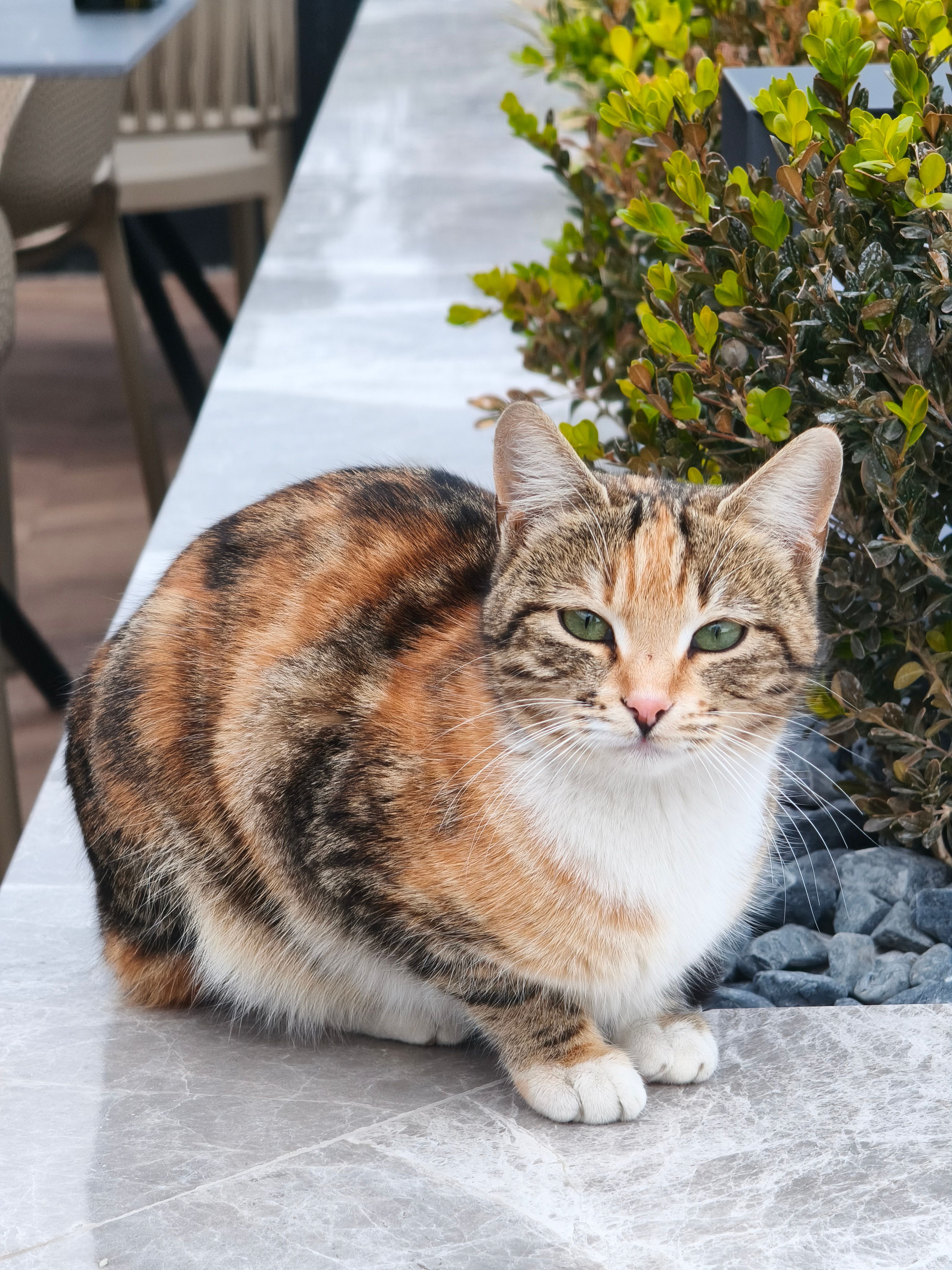 Cat Reaction Photos, Download The BEST Free Cat Reaction Stock Photos ...