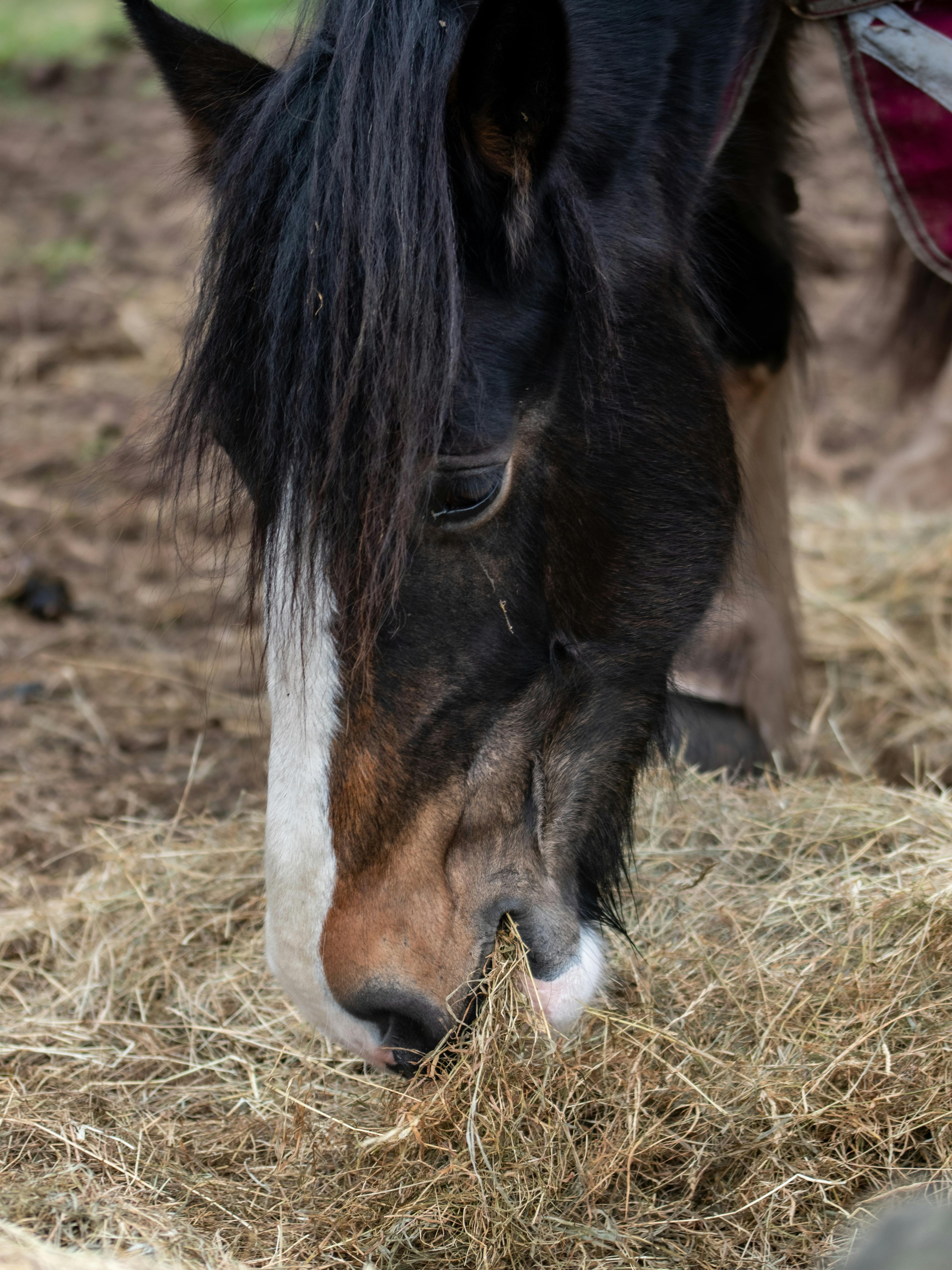 Farm Life Photos, Download The BEST Free Farm Life Stock Photos & HD Images