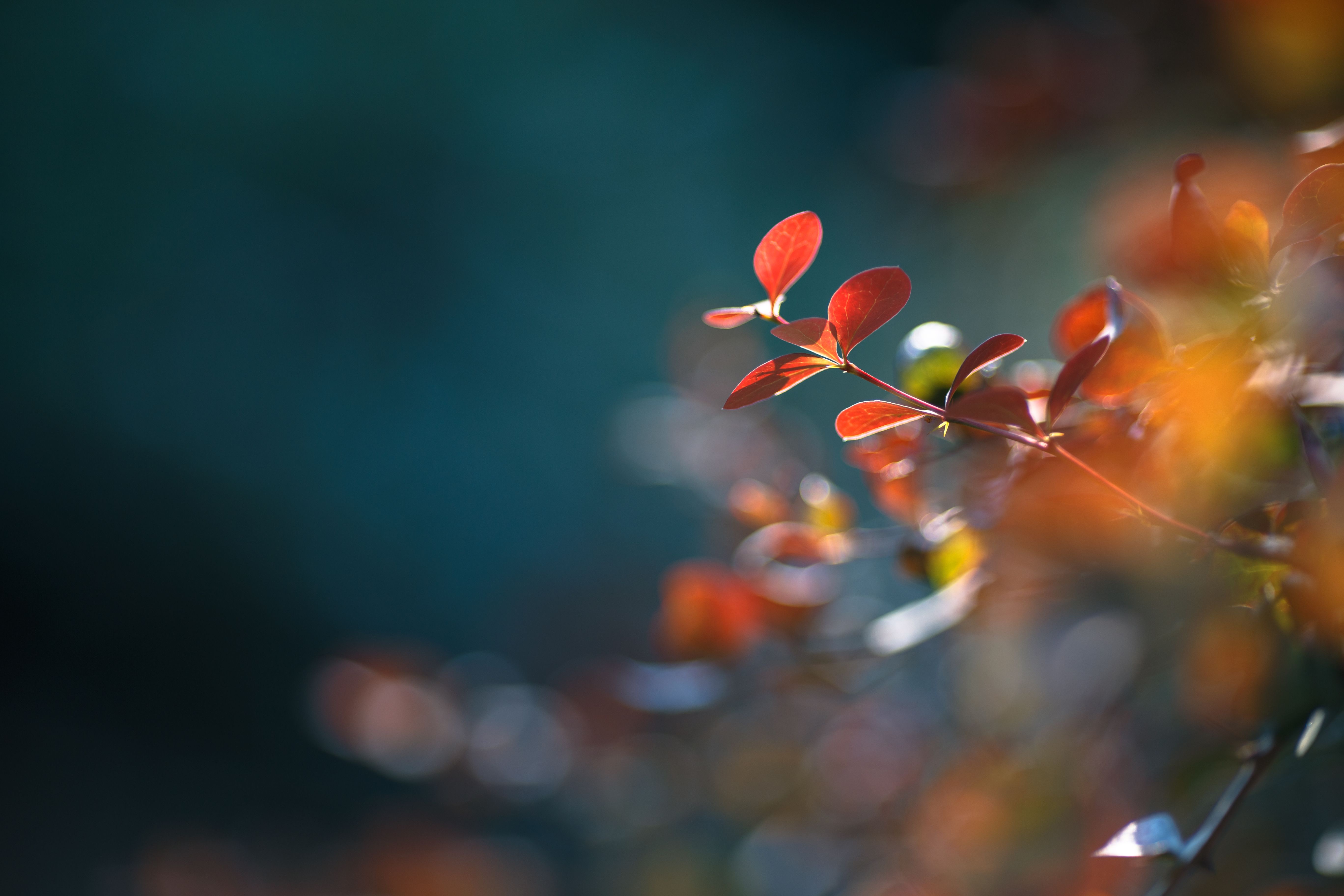 Vibrant Red Leaves Against a Soft Background · Free Stock Photo