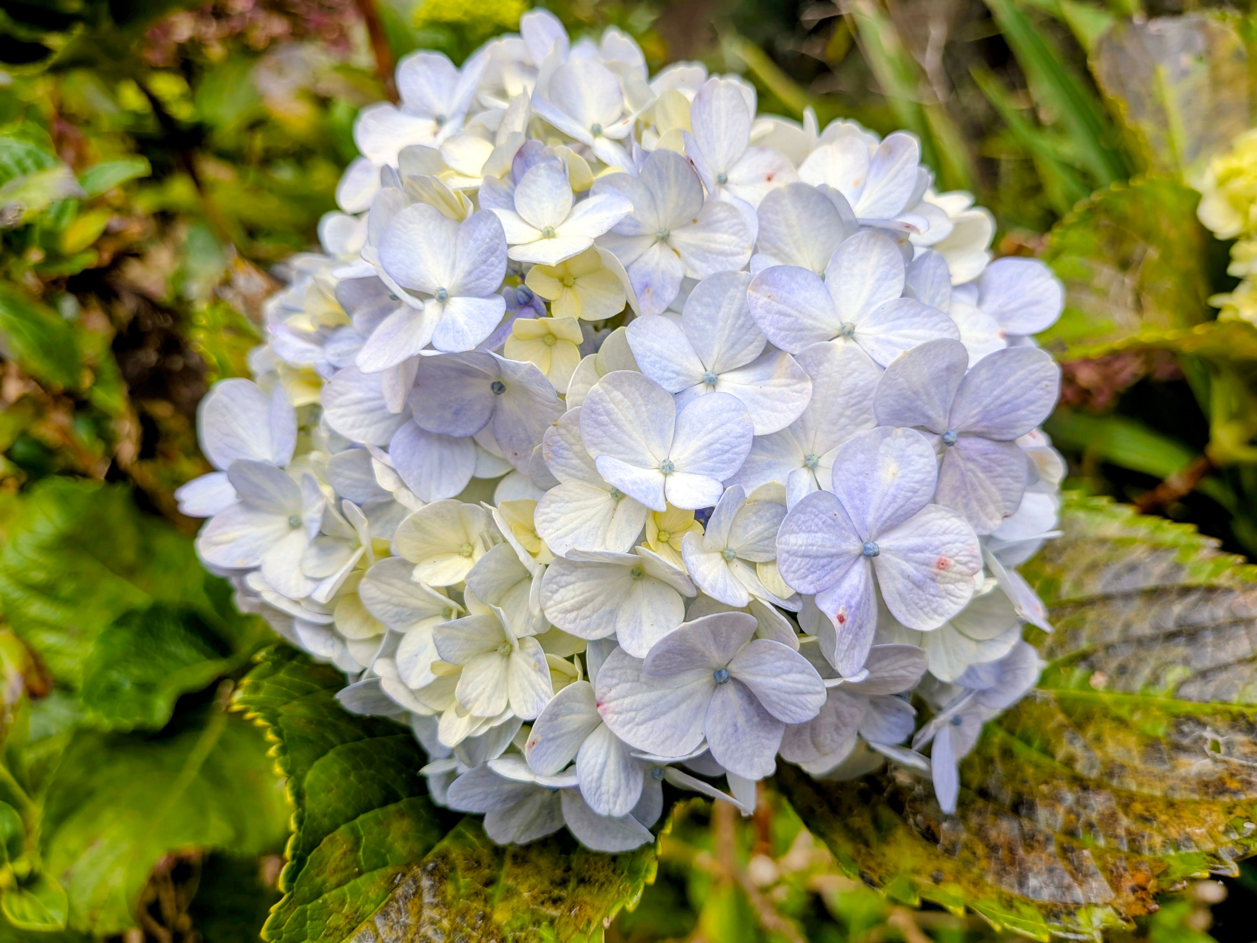 Camila Flower Blue Photos, Download The BEST Free Camila Flower Blue ...