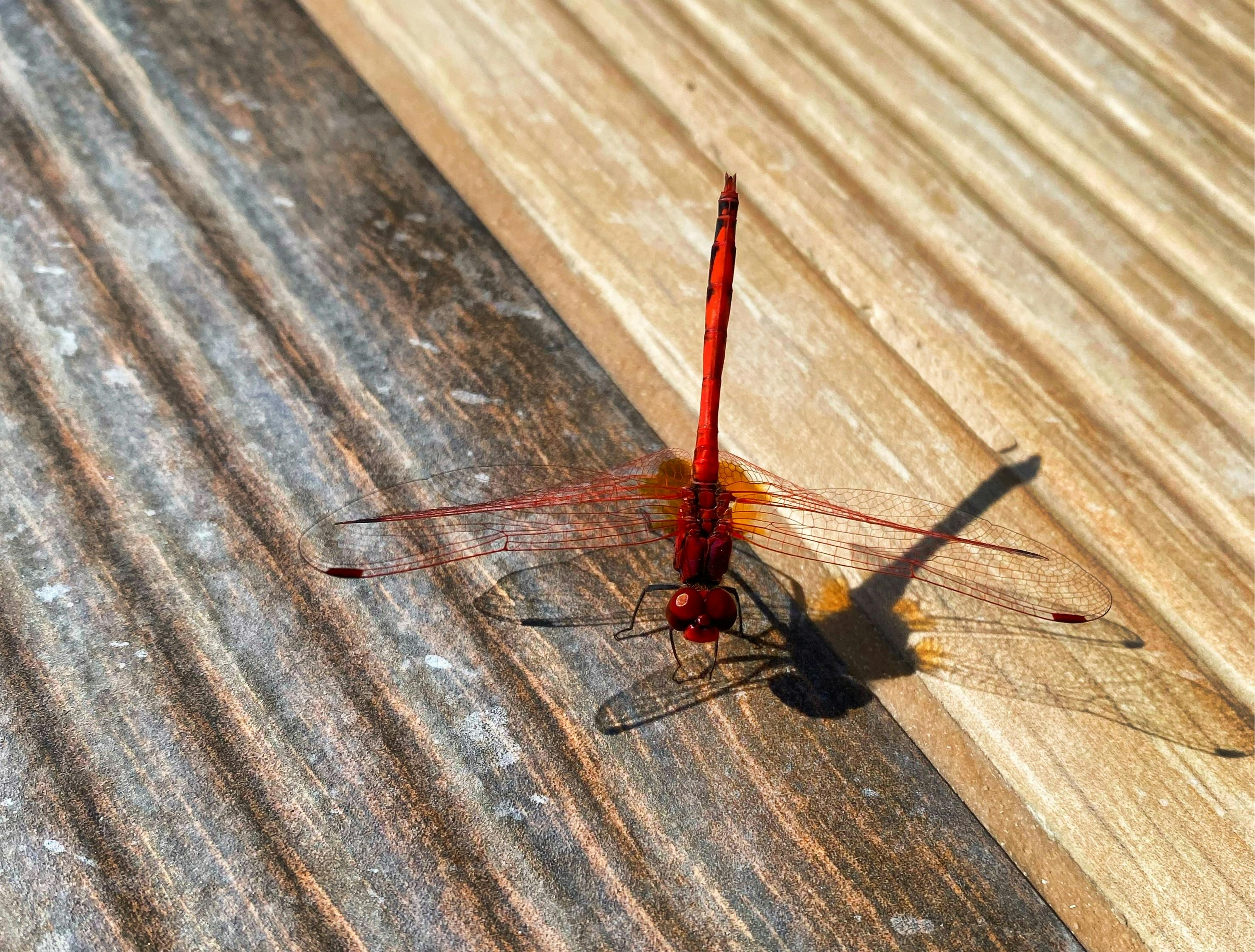 Sitting+Up+Chair Photos, Download The BEST Free Sitting+Up+Chair Stock ...