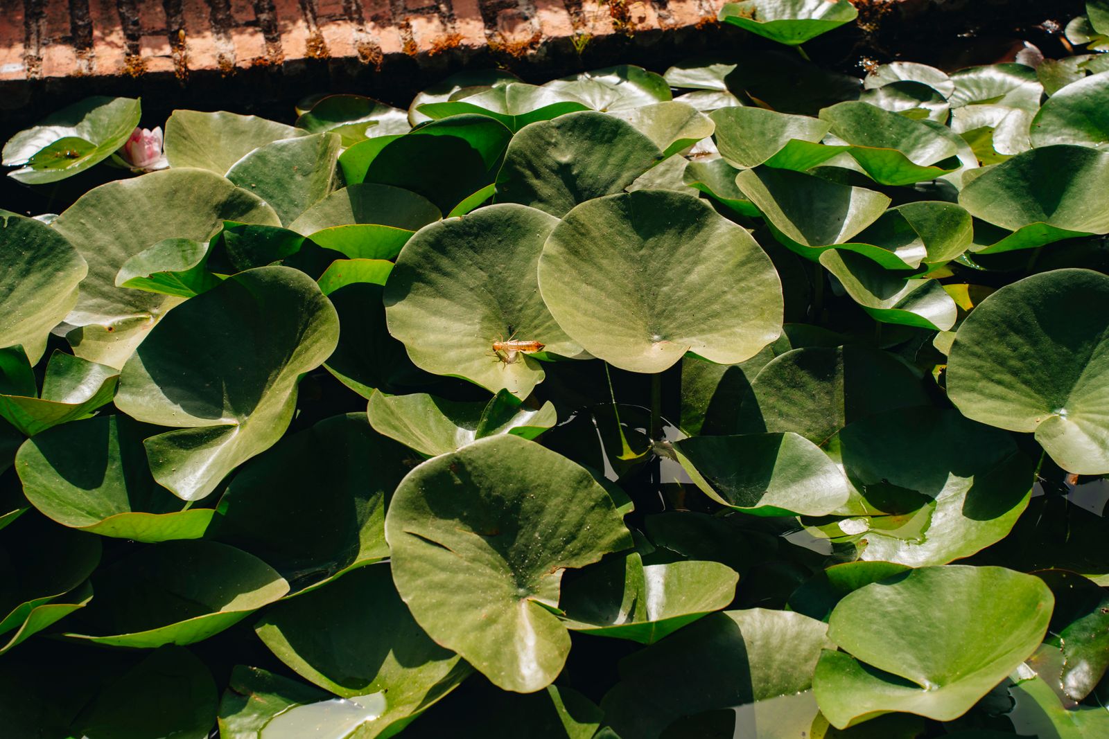 Lily Pads Photos, Download The BEST Free Lily Pads Stock Photos & HD Images