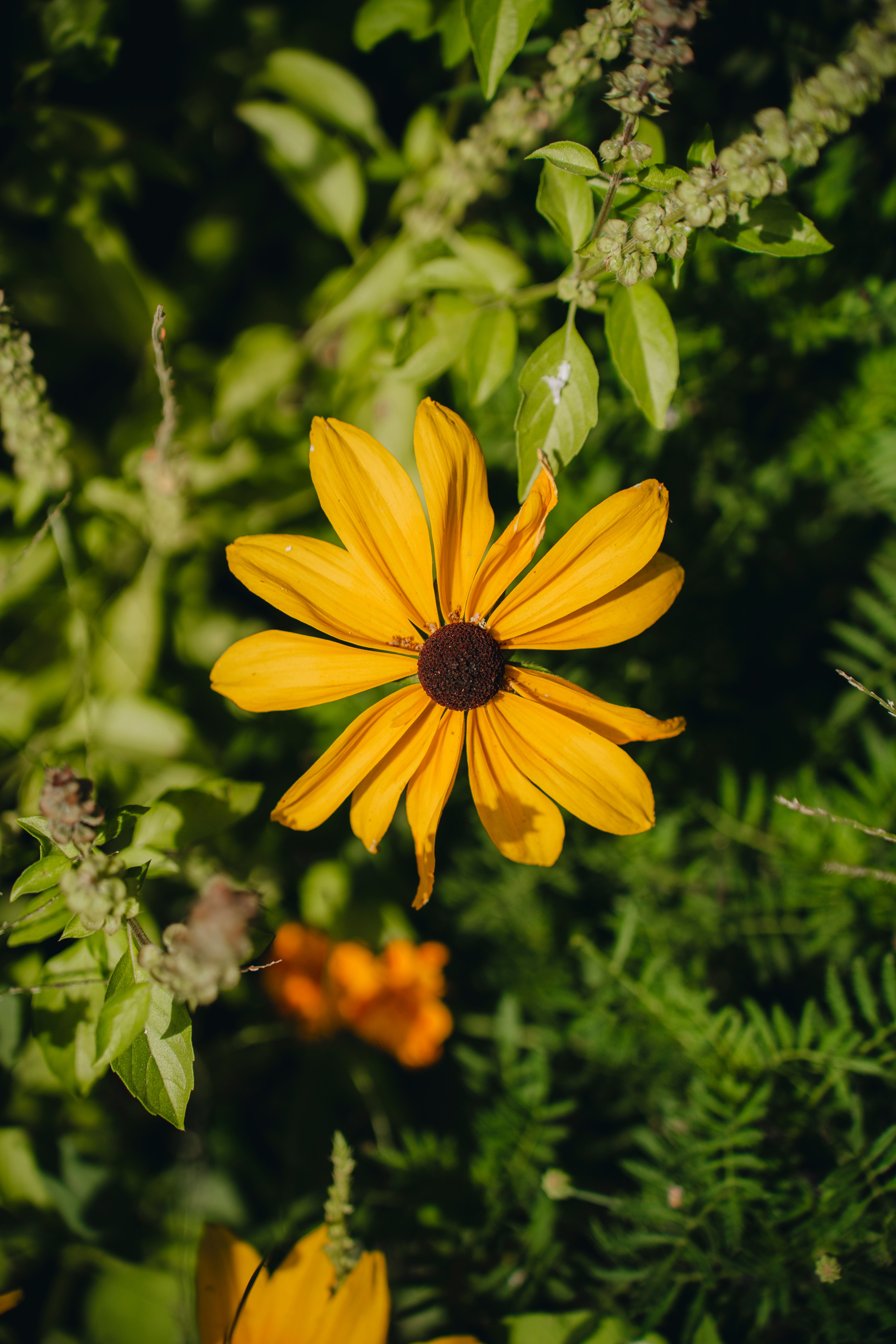 Bright Yellow Black-eyed Susan in Sunlight · Free Stock Photo