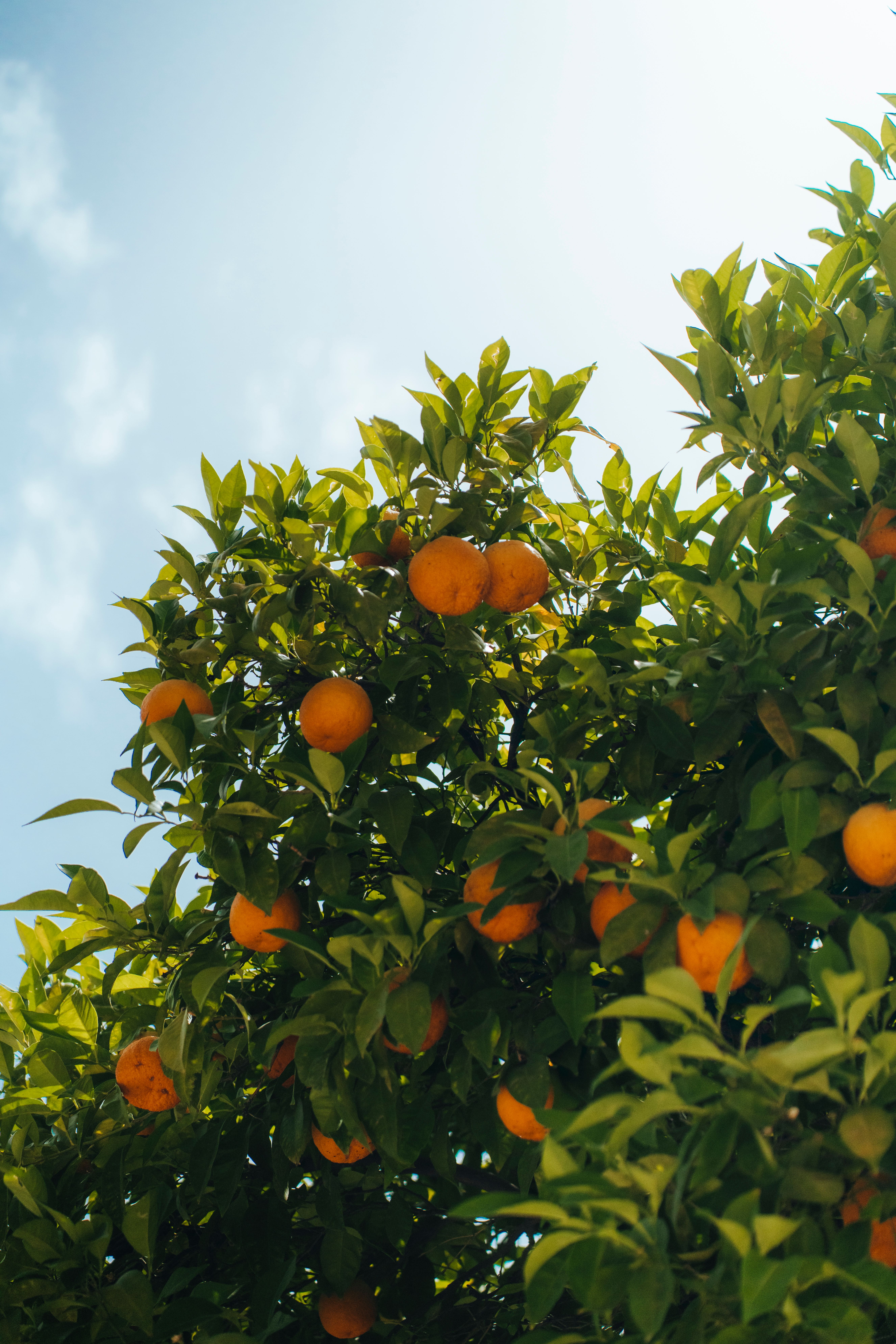 Bright Orange Tree under Sunny Sky · Free Stock Photo