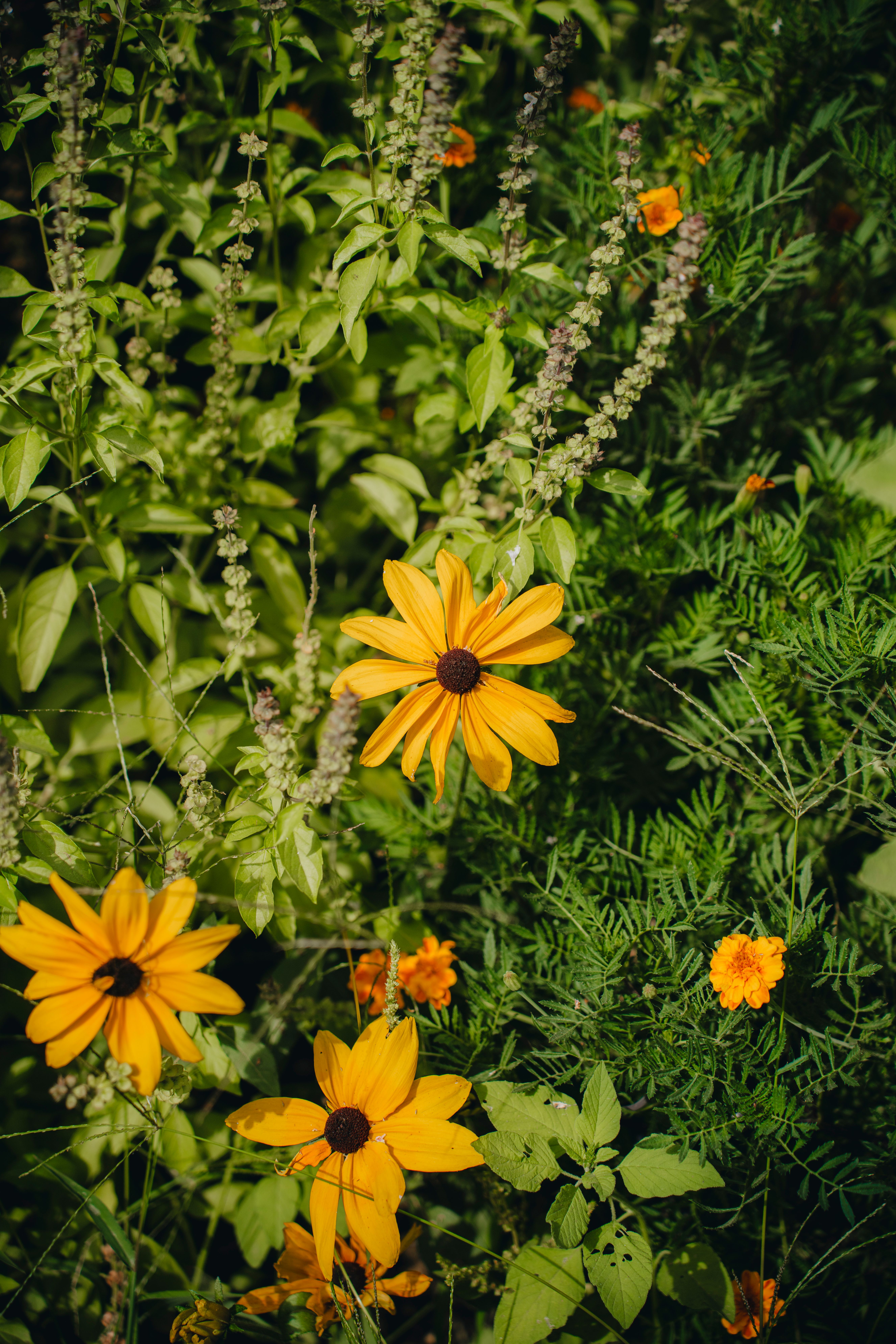 Vibrant Black-Eyed Susan Flowers in Bloom · Free Stock Photo