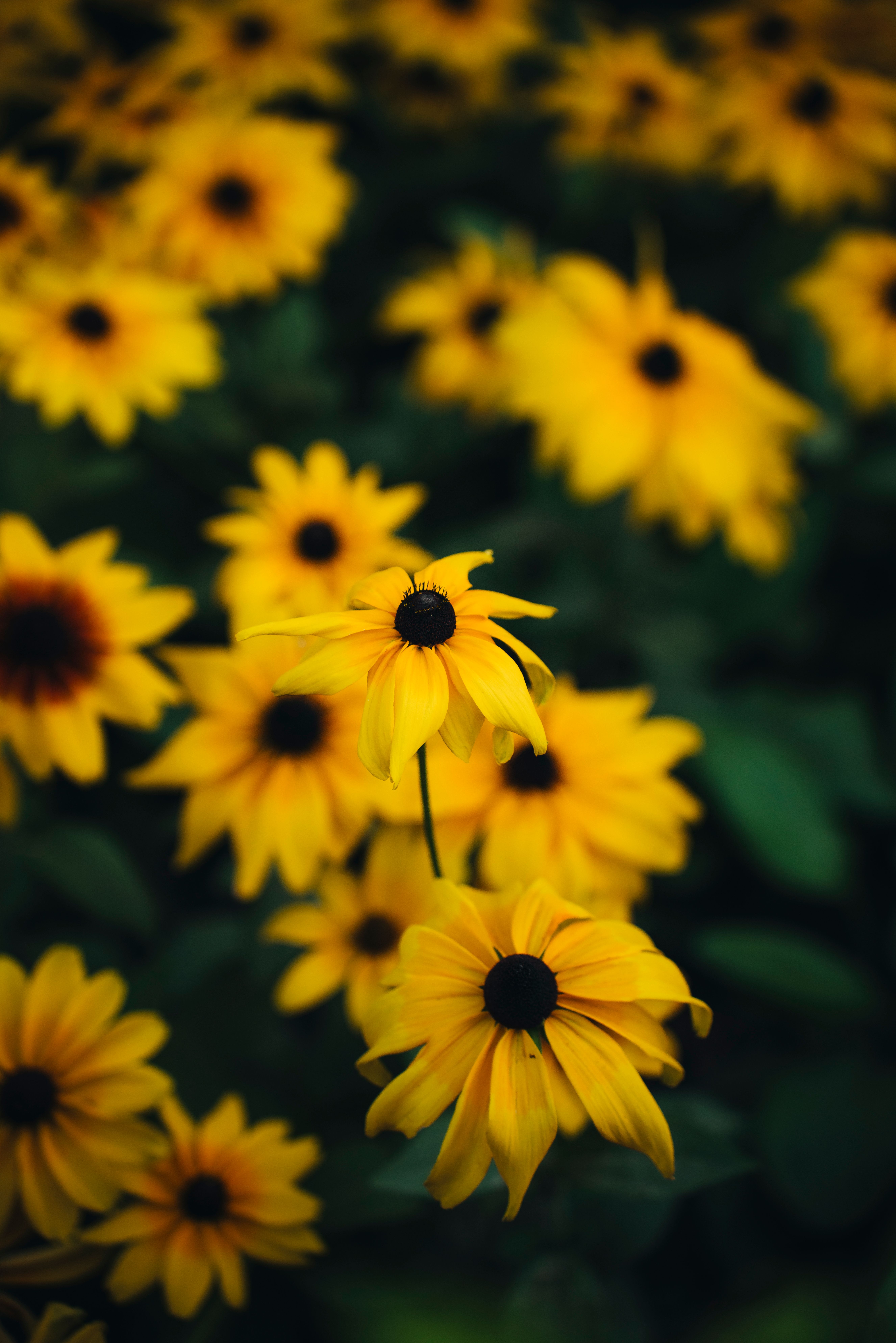 Vibrant Yellow Black-eyed Susans in Bloom · Free Stock Photo