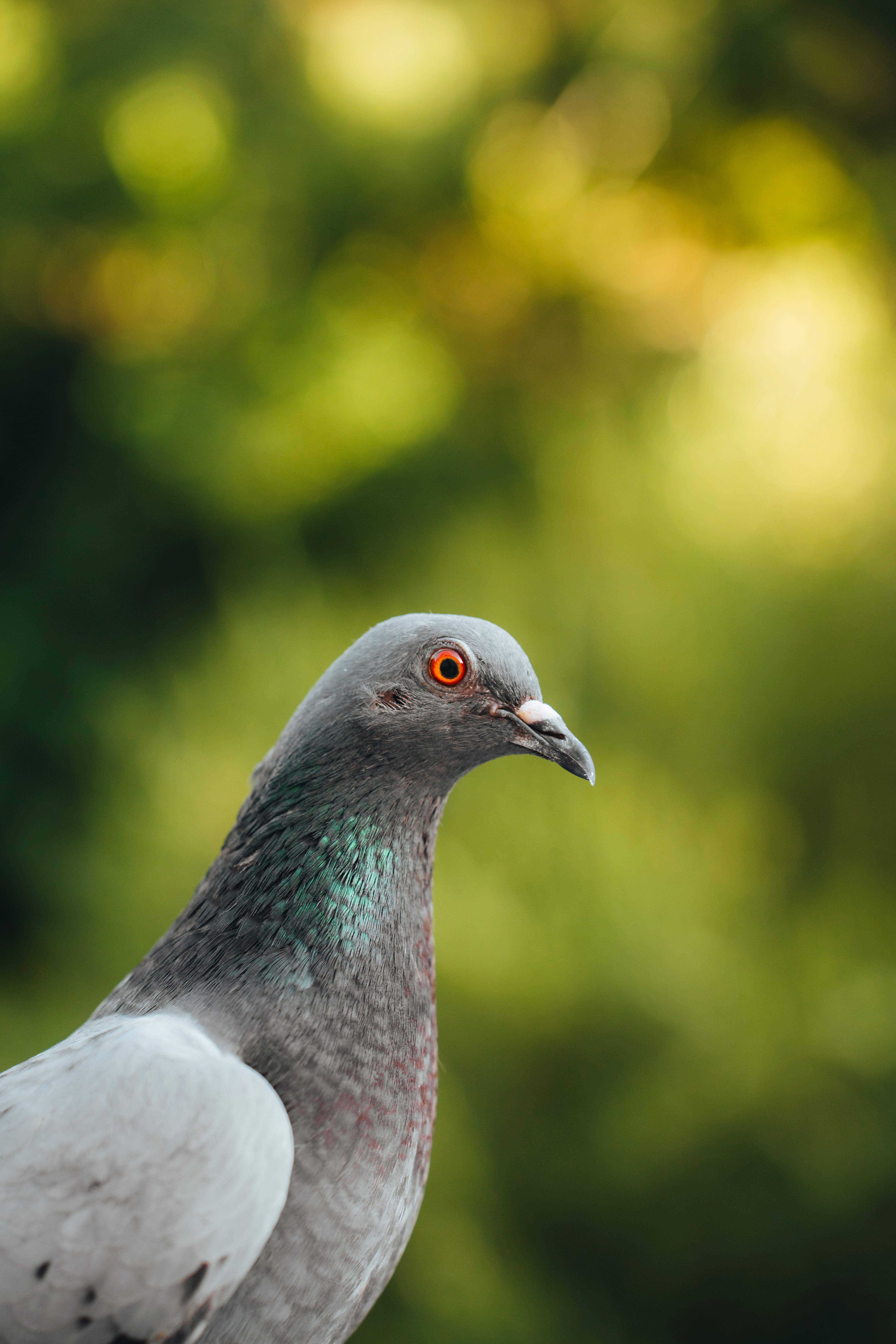 Close-Up of Pigeon Against Blurred Green Background · Free Stock Photo