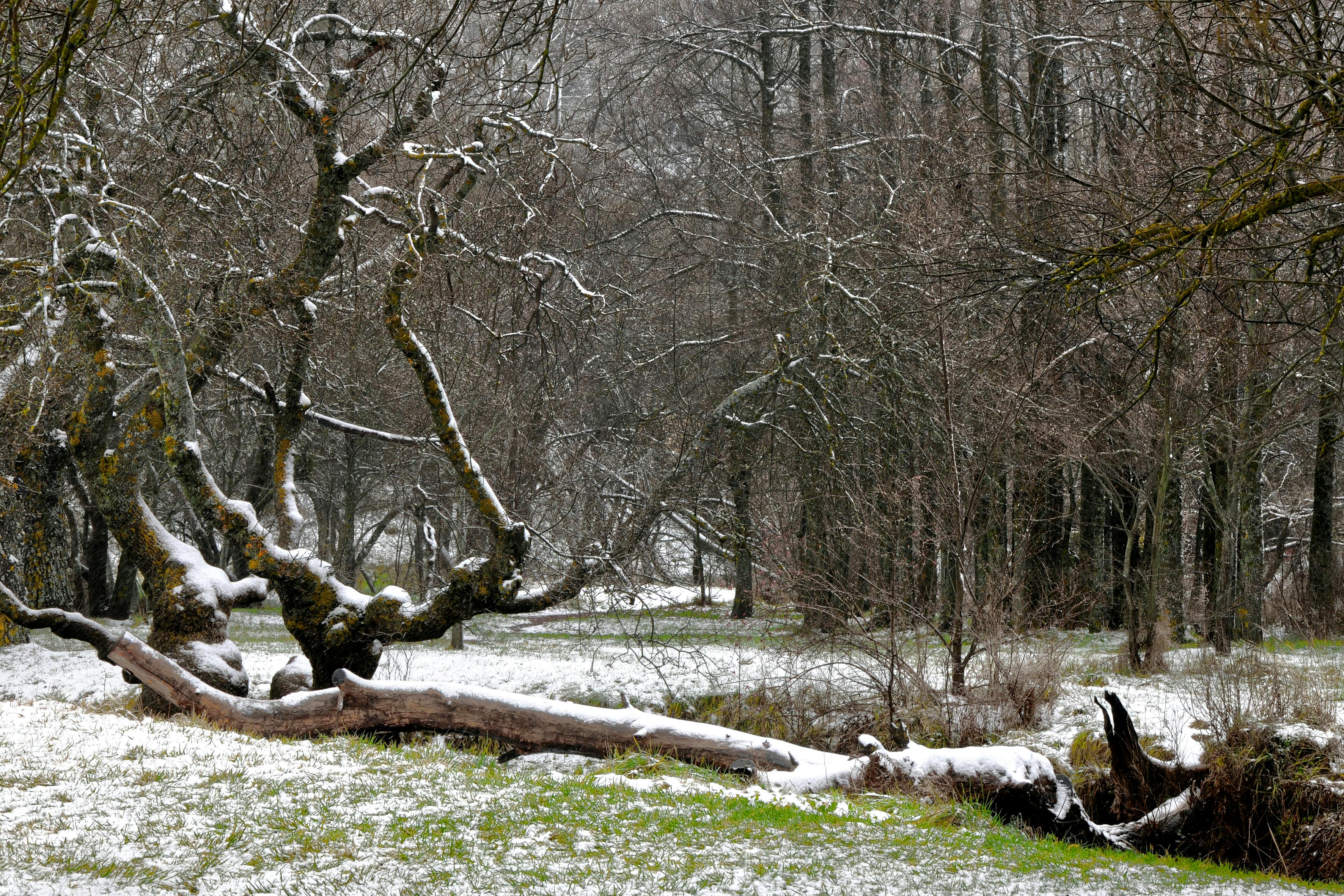 Snowy Winter Forest Scene in Ifrane, Morocco · Free Stock Photo