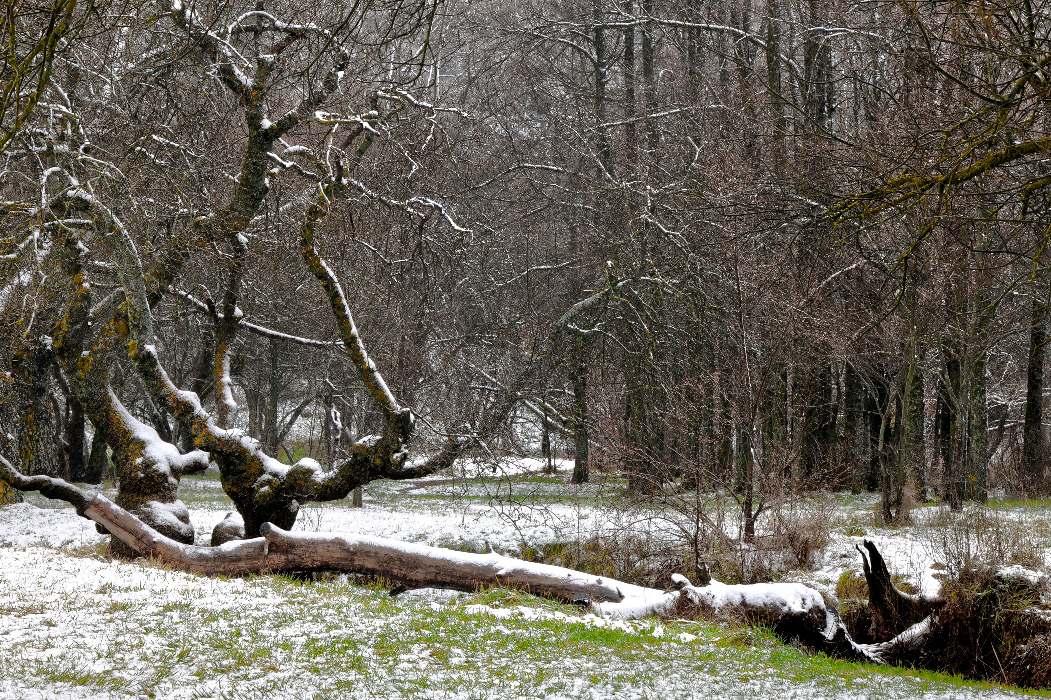 Snowy Winter Forest Scene in Ifrane, Morocco · Free Stock Photo