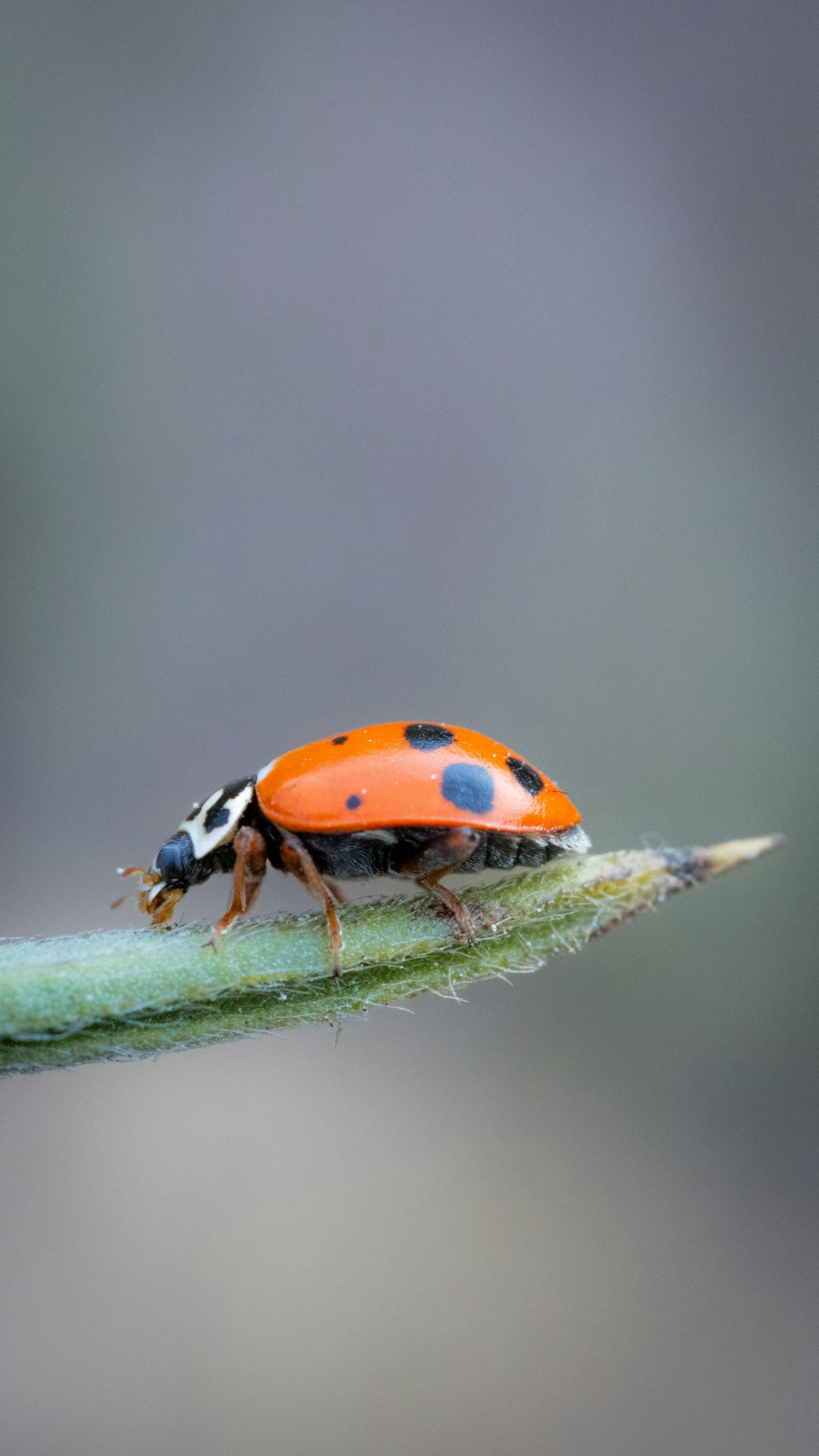 Foto de stock gratuita sobre al aire libre, animal pequeño, animal ...