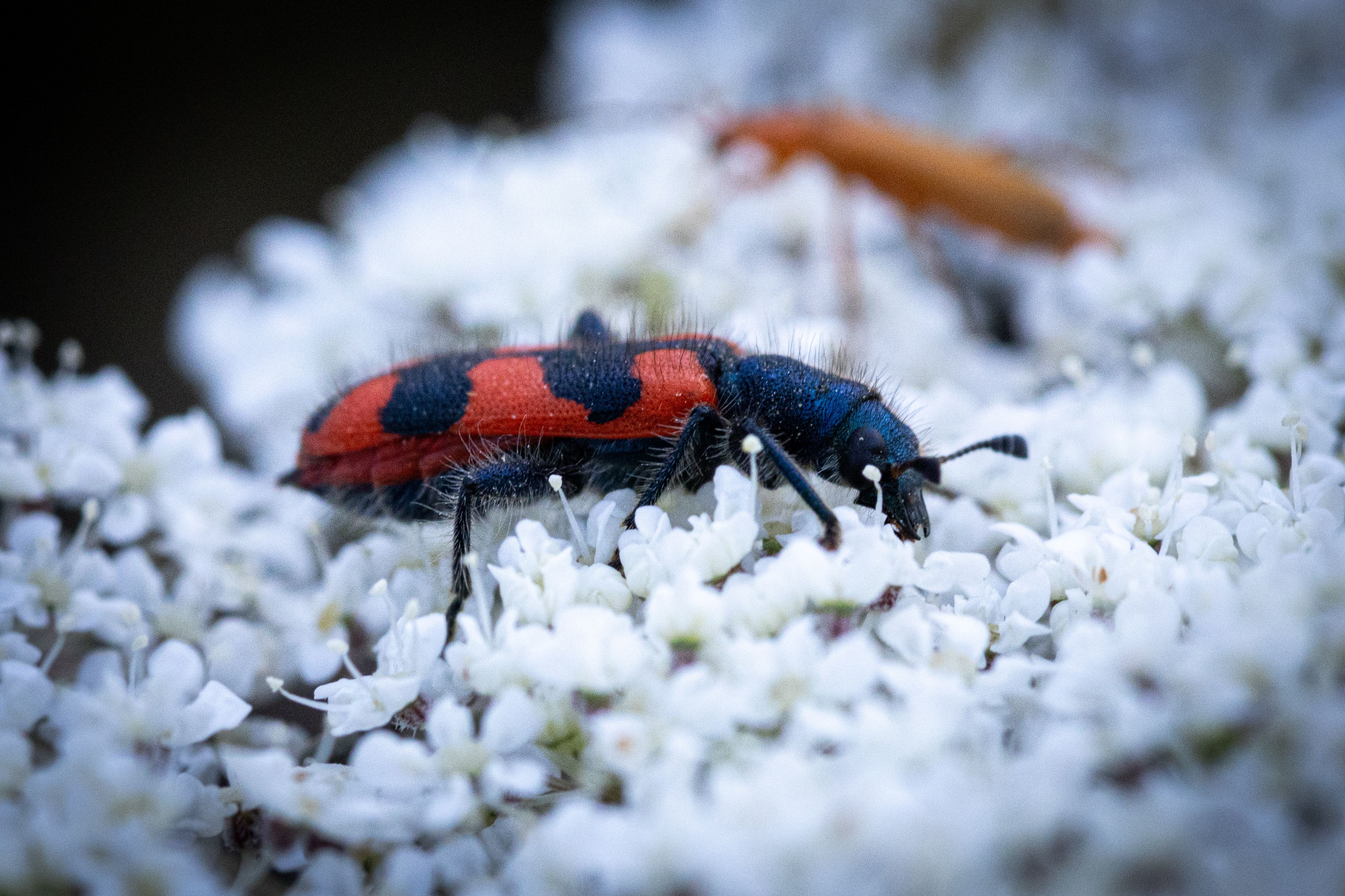 Vivid Bug Close-Up on White Flowers · Free Stock Photo
