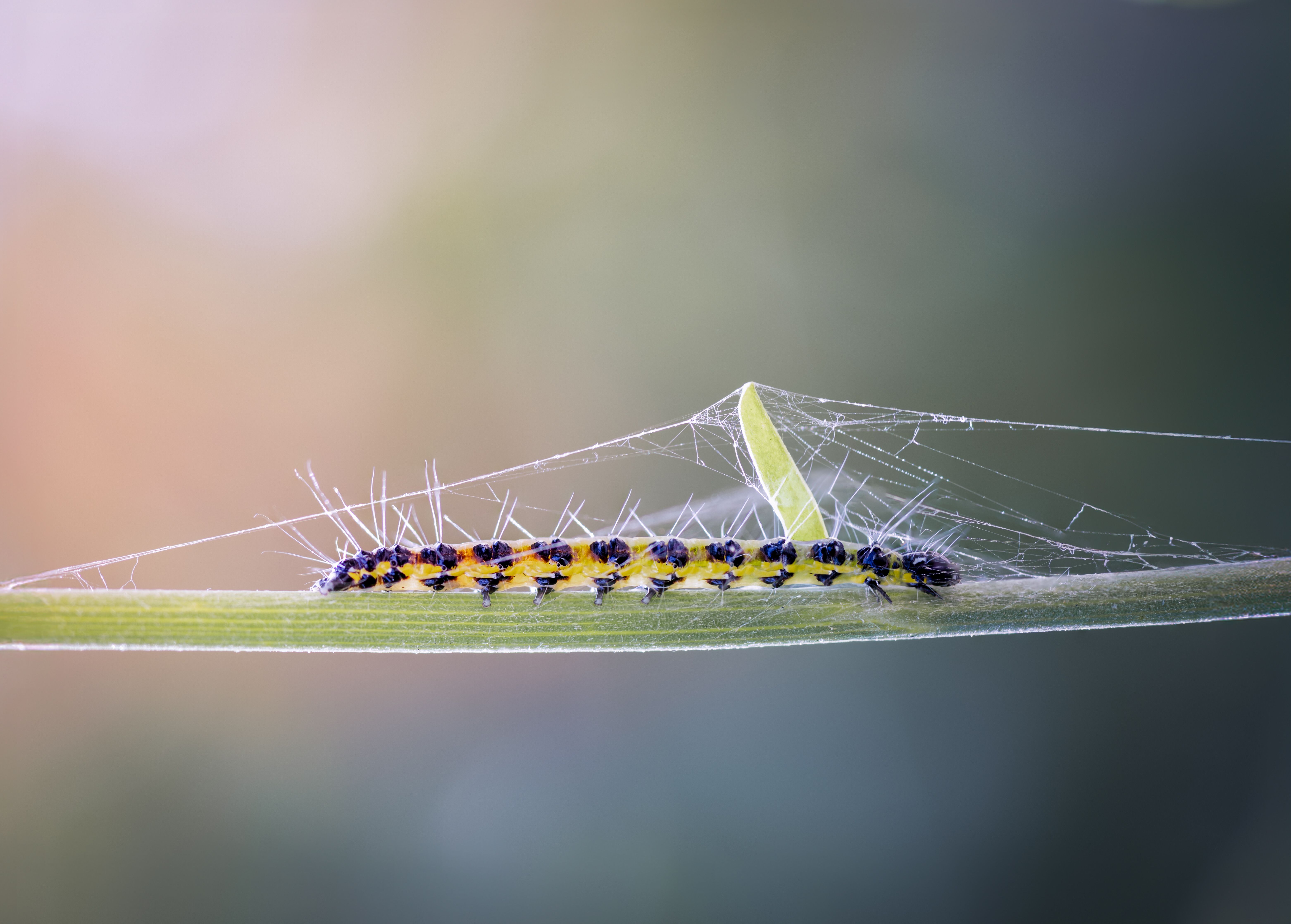 Metamorphosis Photos, Download The BEST Free Metamorphosis Stock Photos ...