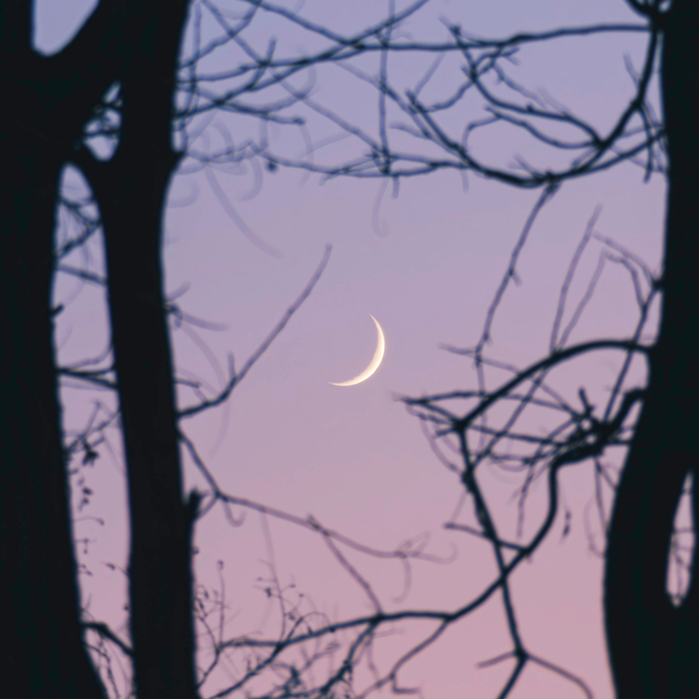 Crescent Moon Through Bare Winter Trees · Free Stock Photo