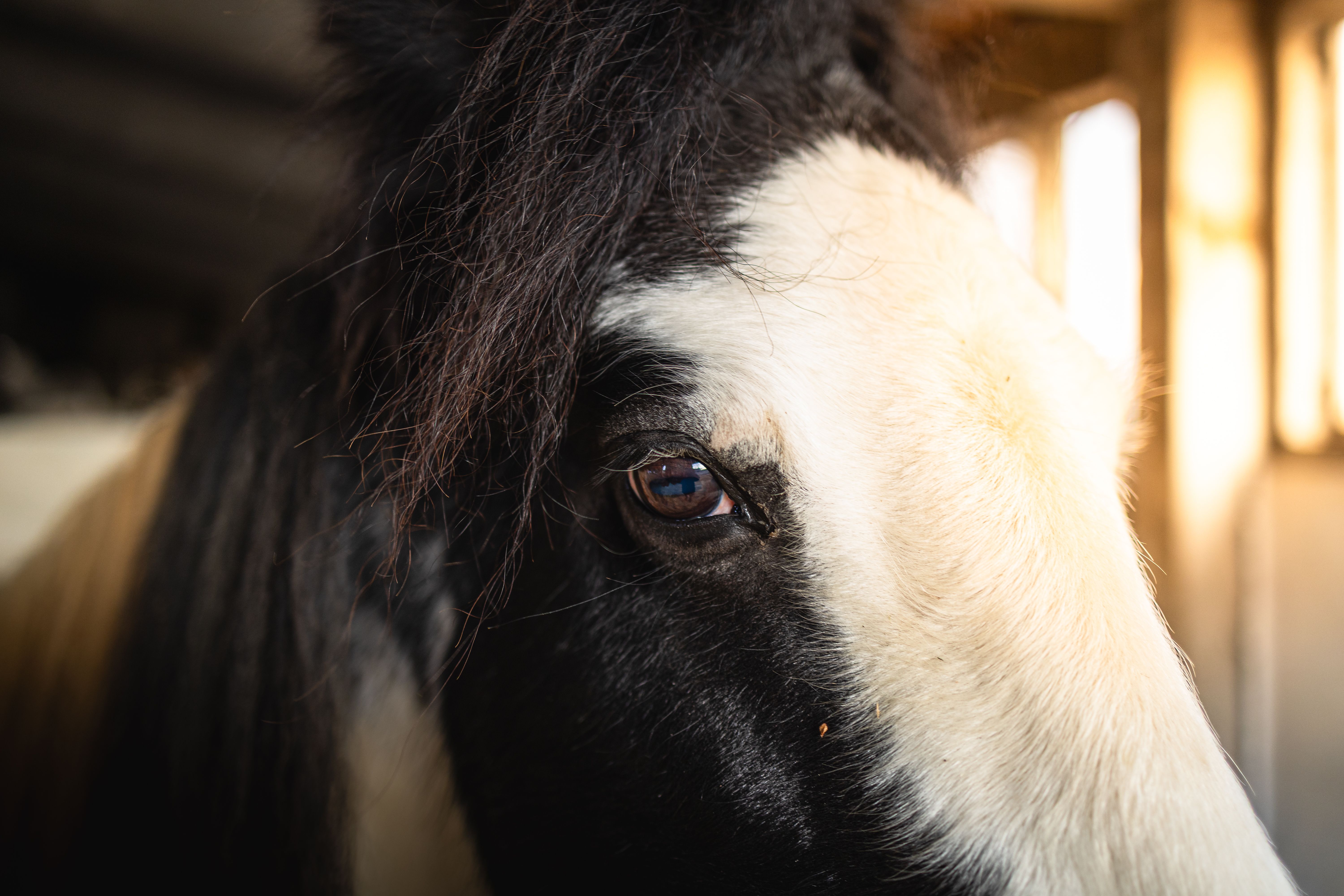 Close-Up of a Horse's Eye in Stable · Free Stock Photo