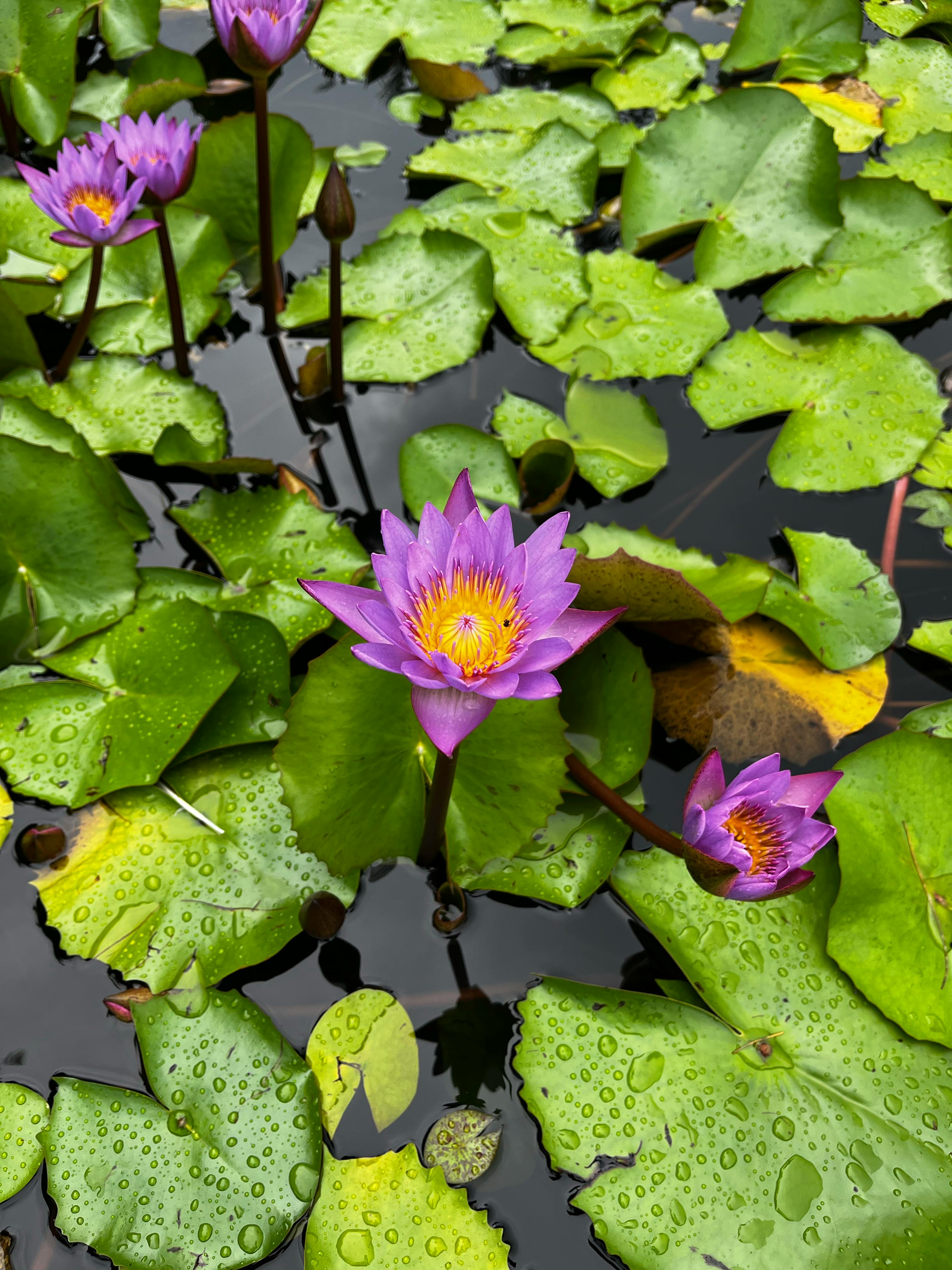 Beautiful Flower For Pc Photos, Download The BEST Free Beautiful Flower ...