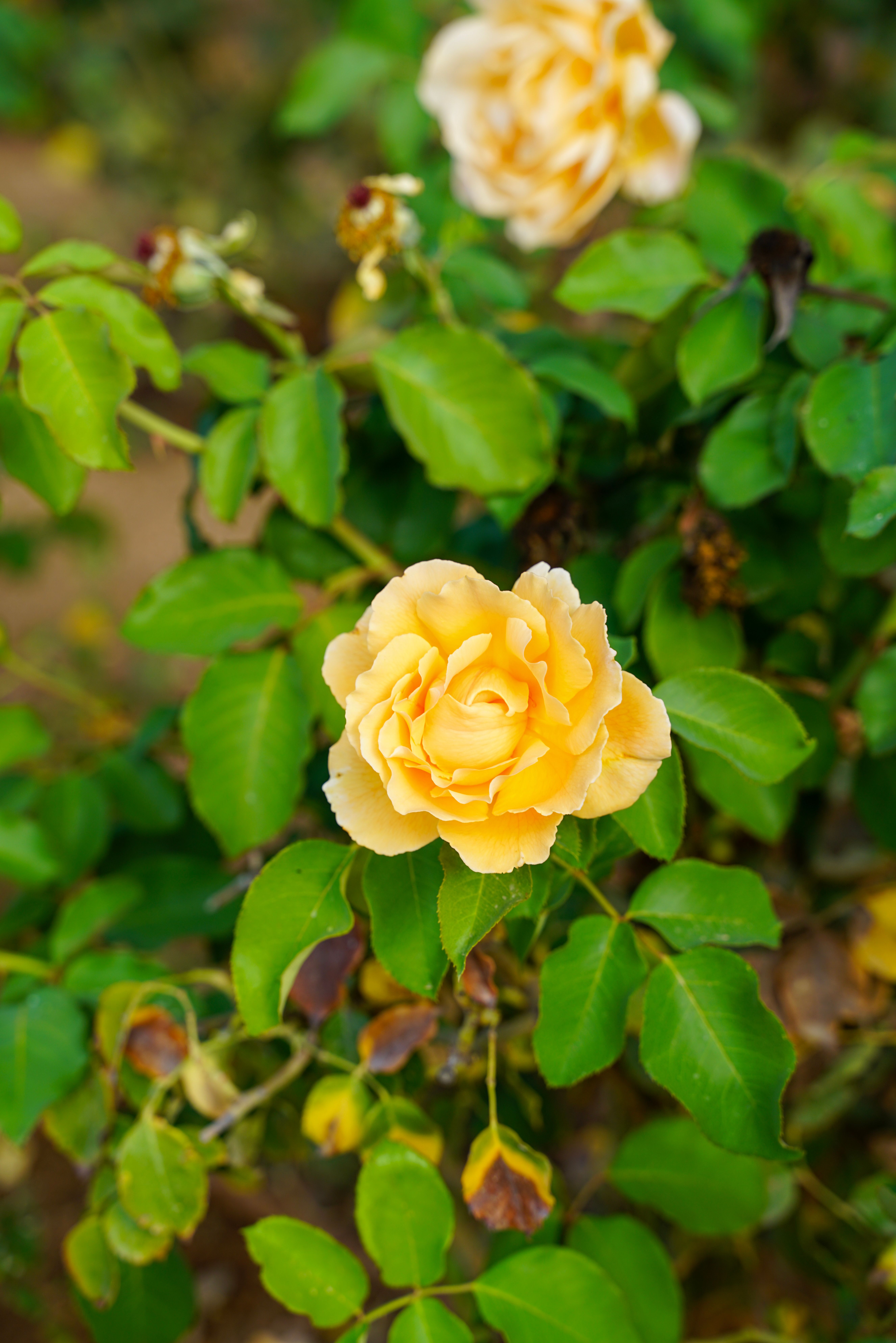 Flower Park Photos, Download The BEST Free Flower Park Stock Photos ...
