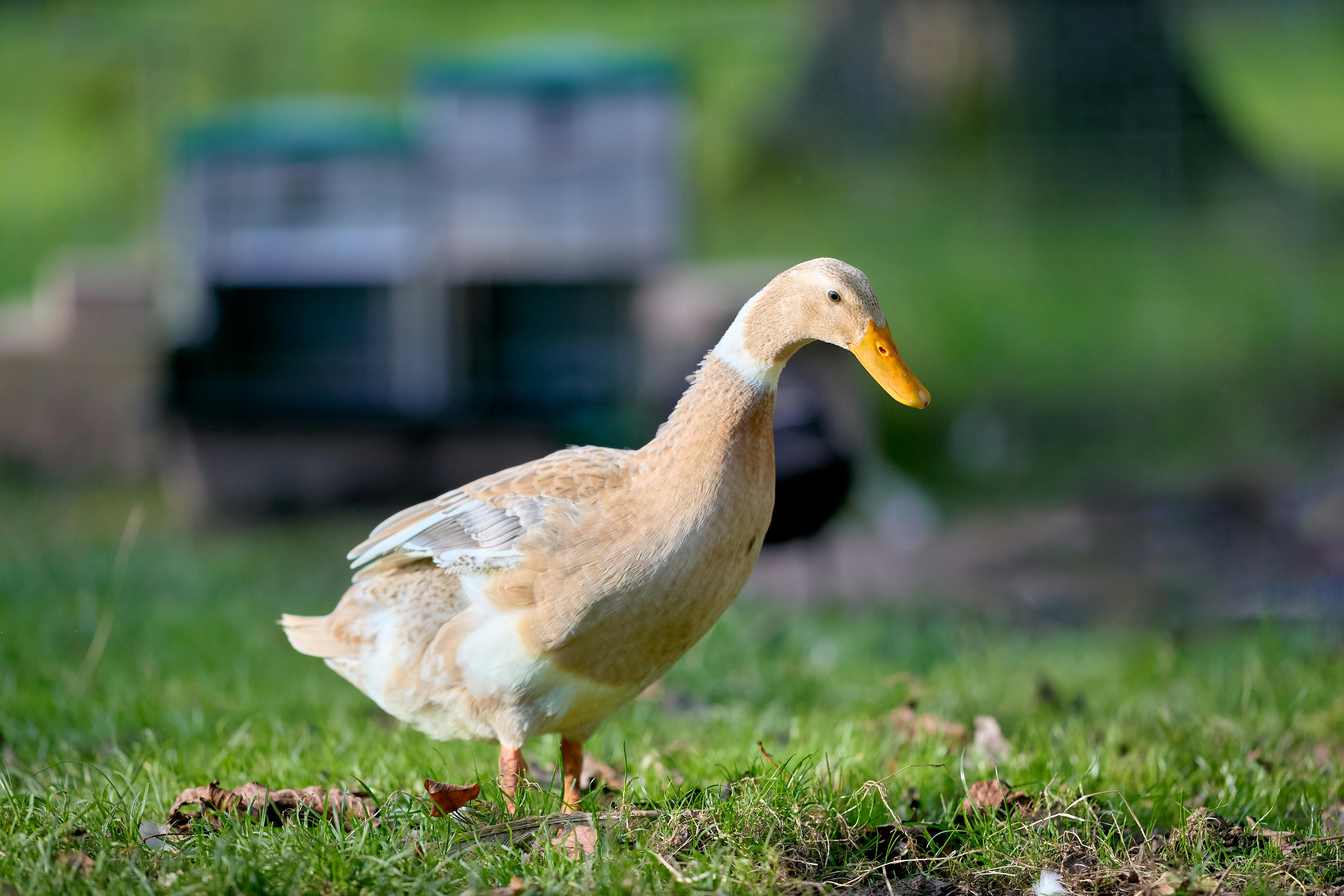 Star+Sessions Lisa Star Sessions Lisa 12 Maisie Star Sessions Set ...