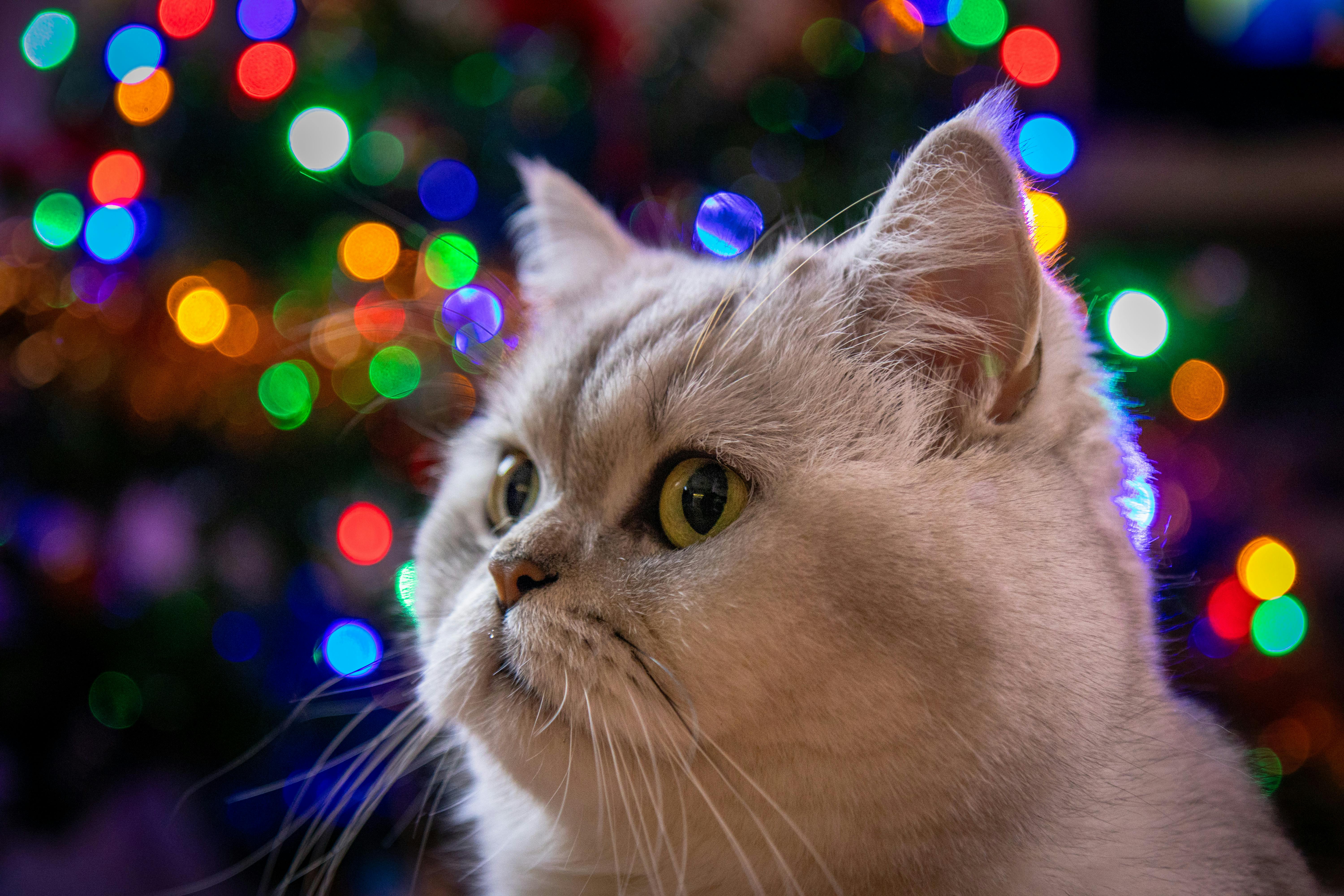 Christmas Carol Background Photos, Download The BEST Free Christmas ...