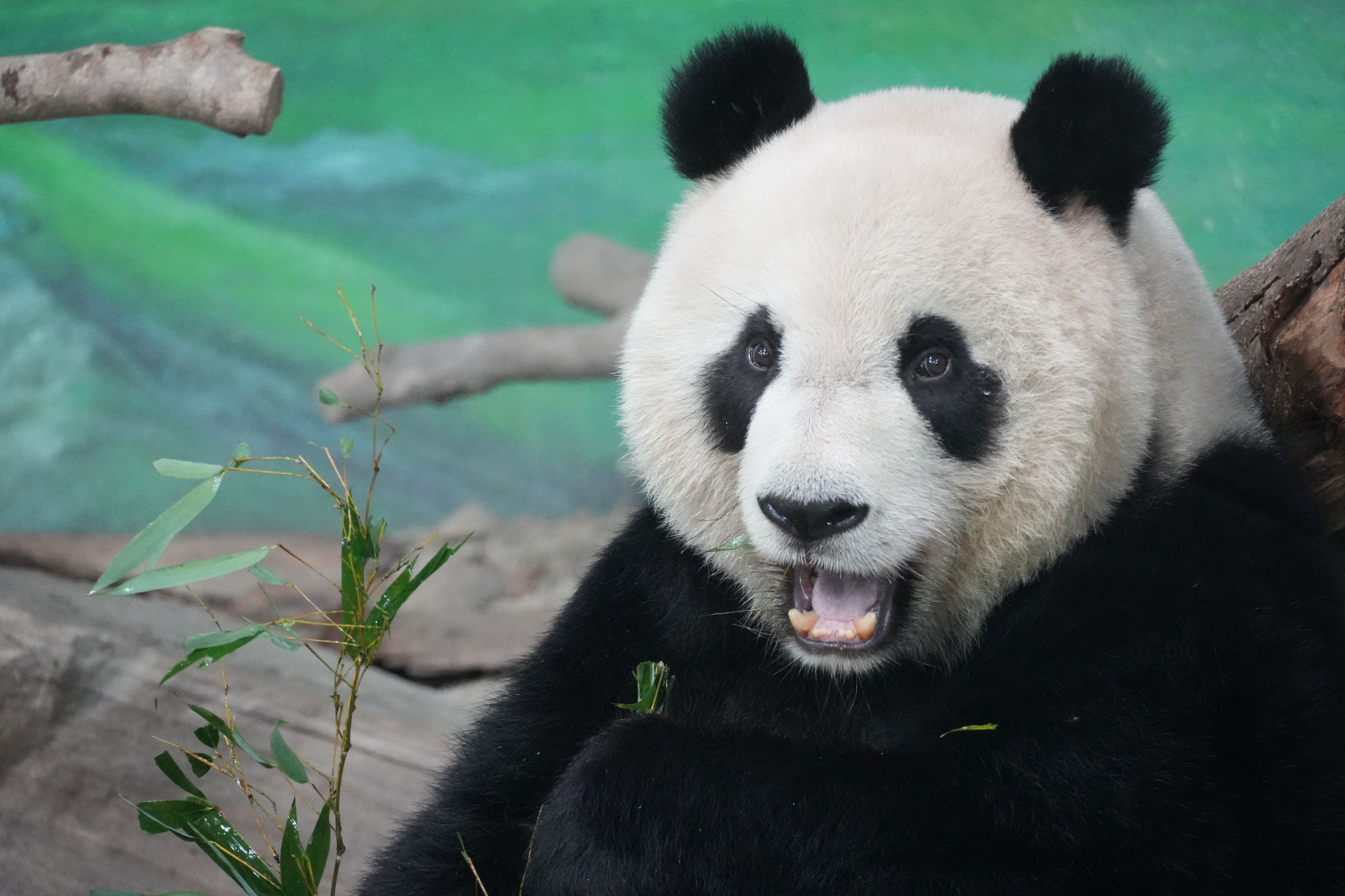 Zoo Backgrounds Photos, Download The BEST Free Zoo Backgrounds Stock ...