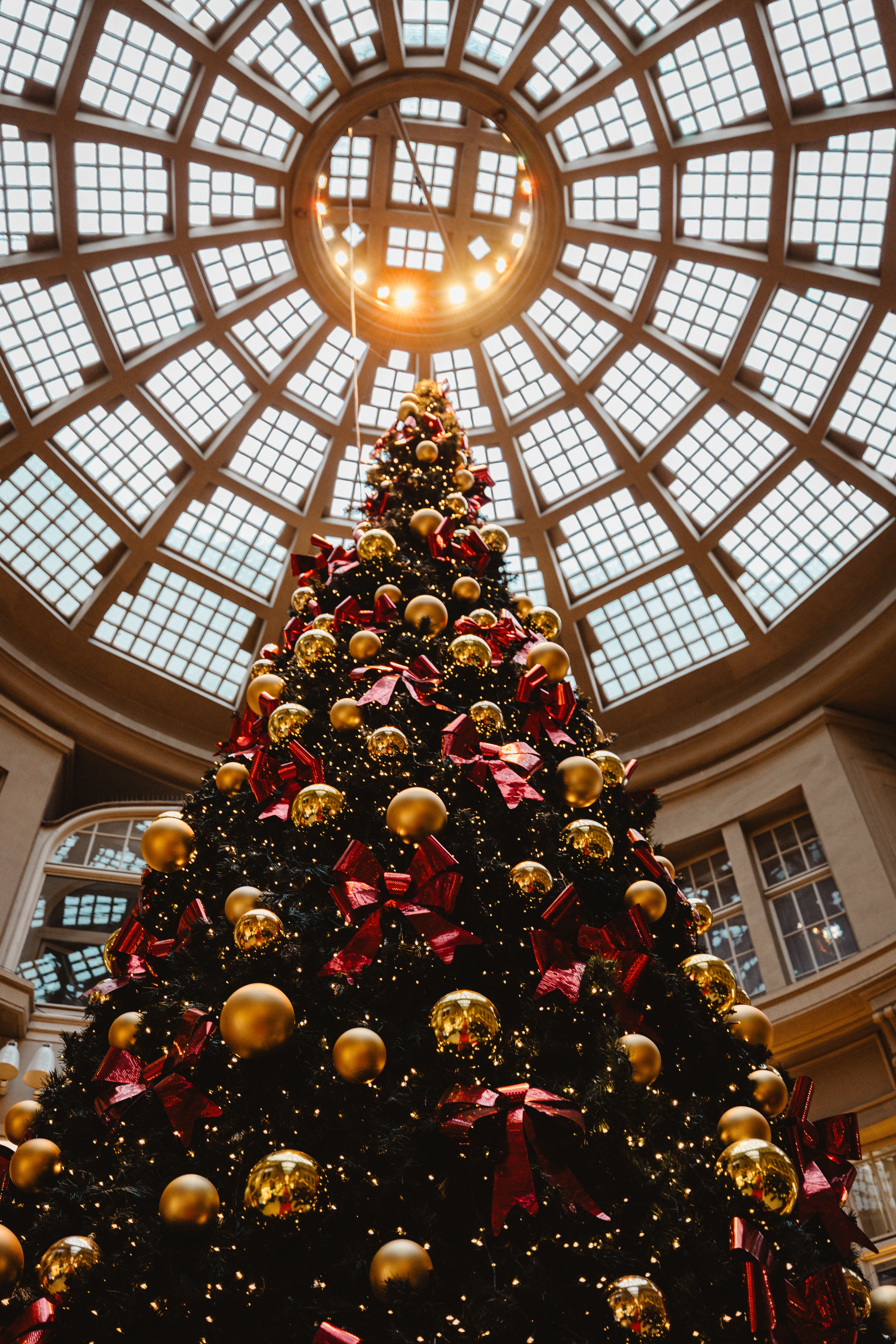 Majestic Christmas Tree Under Glass Dome · Free Stock Photo