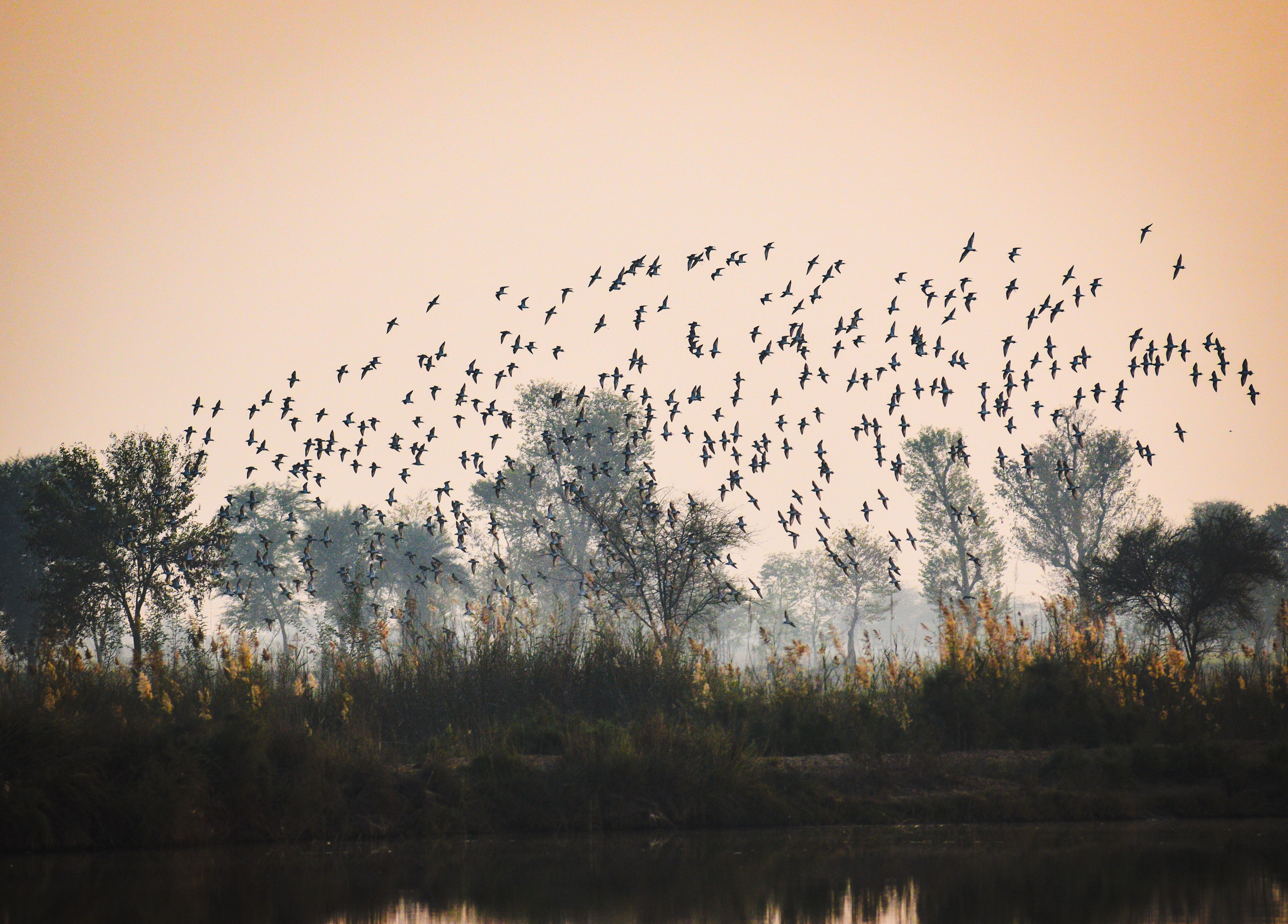 Bird Flock in Flight Over Sindh's Natural Landscape · Free Stock Photo