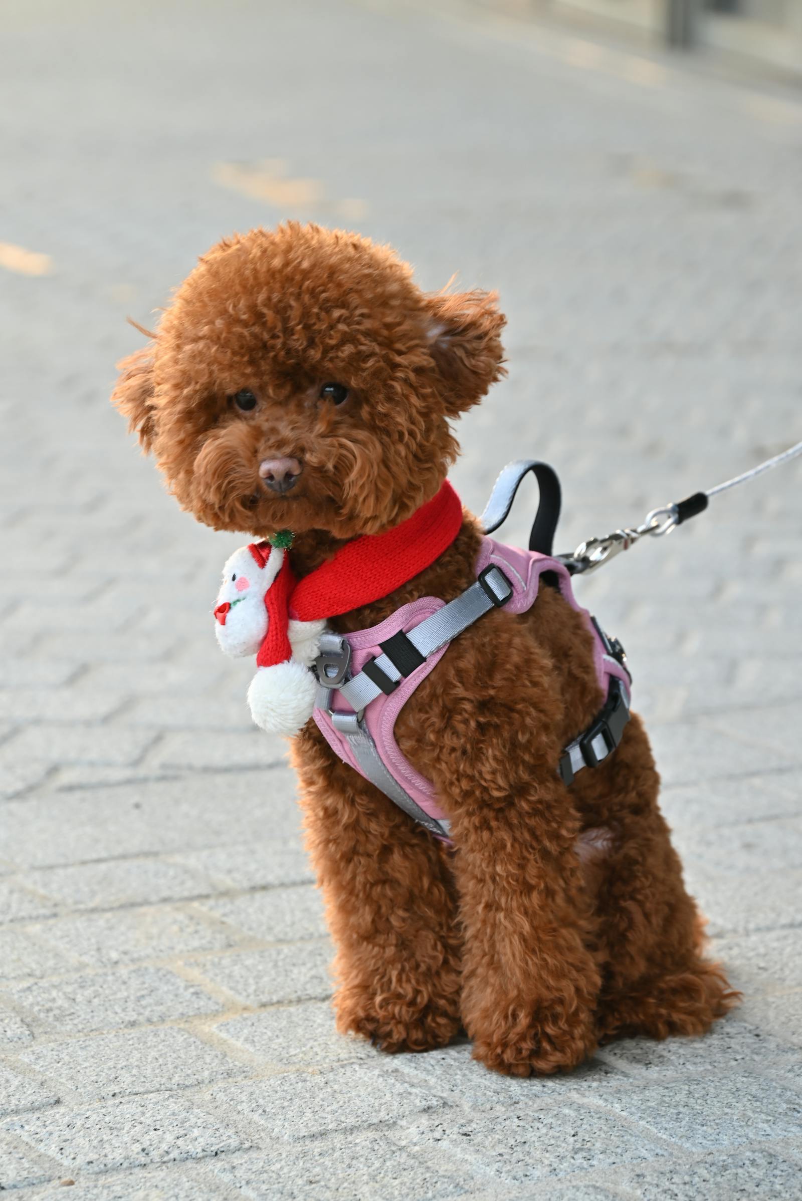 Dogs With Santa Photos, Download The BEST Free Dogs With Santa Stock ...