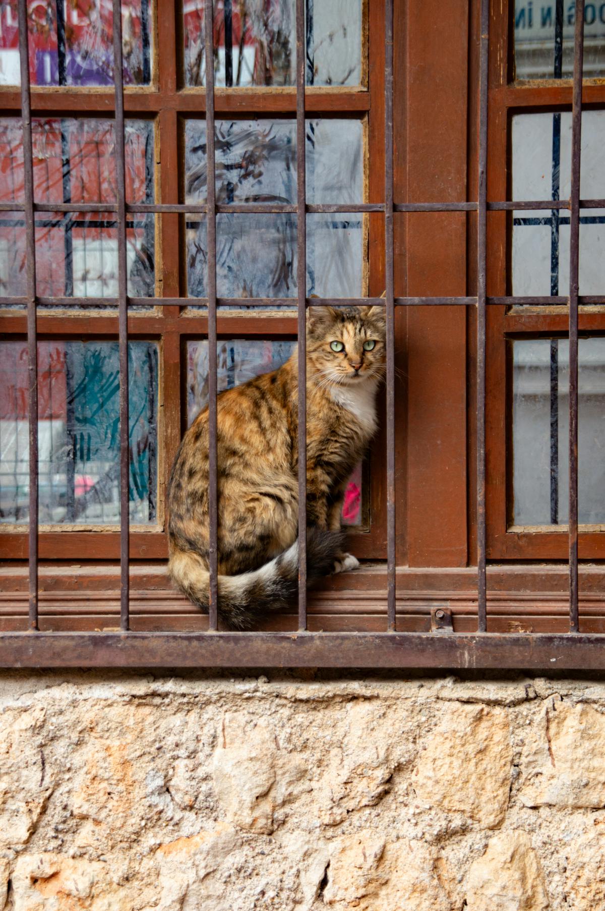 Cat Screensaver Background Photos, Download The BEST Free Cat ...